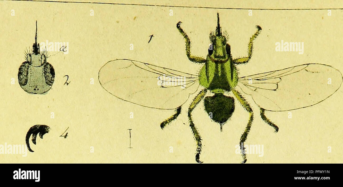 This work systematically describes European two-winged insects (Diptera ...