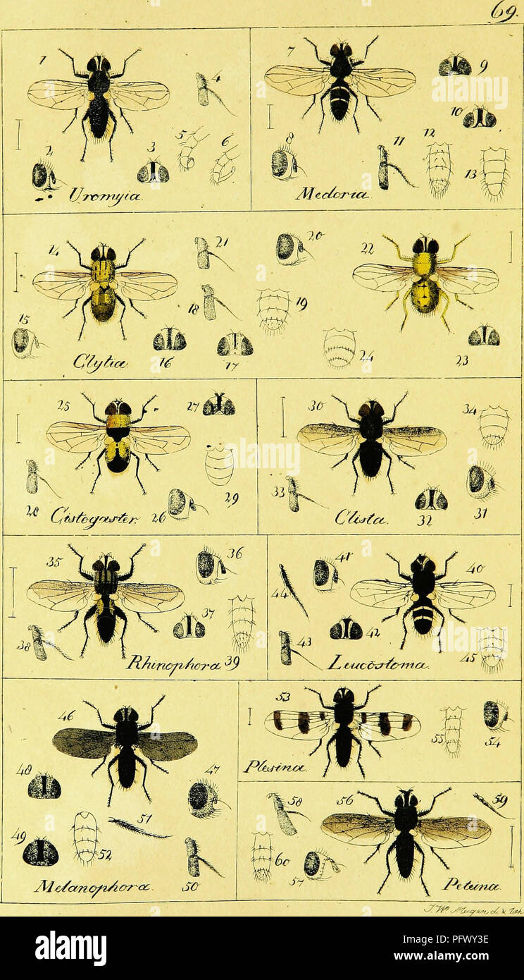 This systematic description catalogues European two-winged insects ...