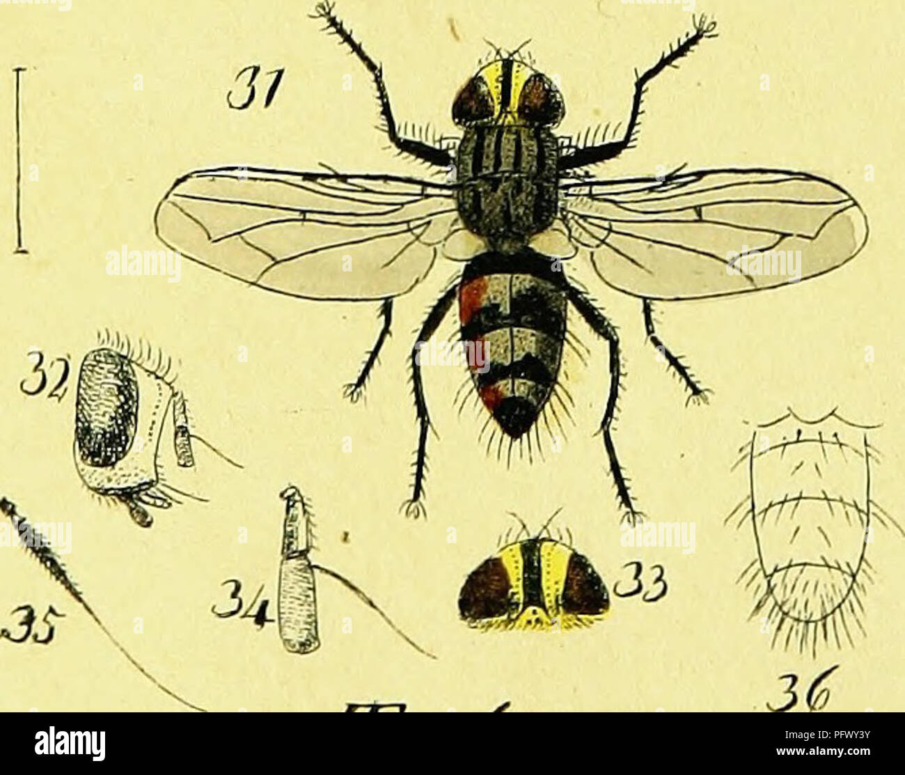 Detailed taxonomy of various fly species hi-res stock photography and ...