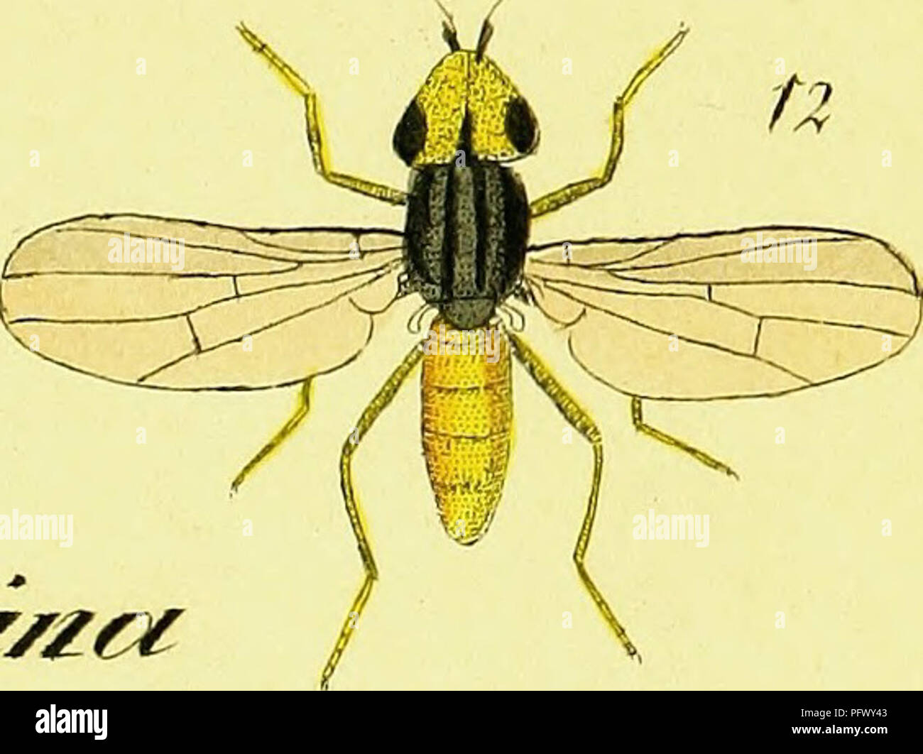 This systematic description of European two-winged insects (Diptera ...