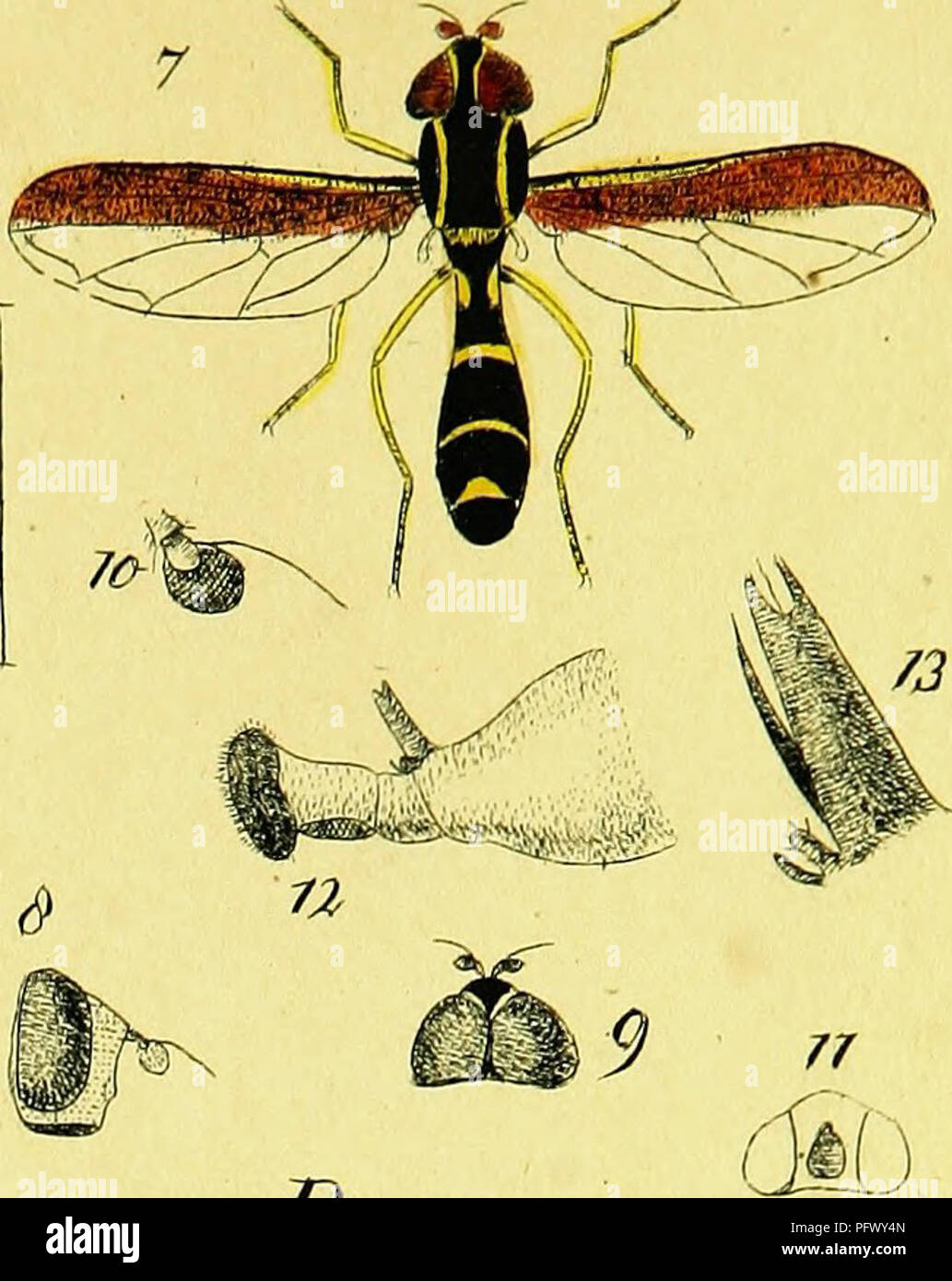 This text presents a systematic description of European two-winged ...