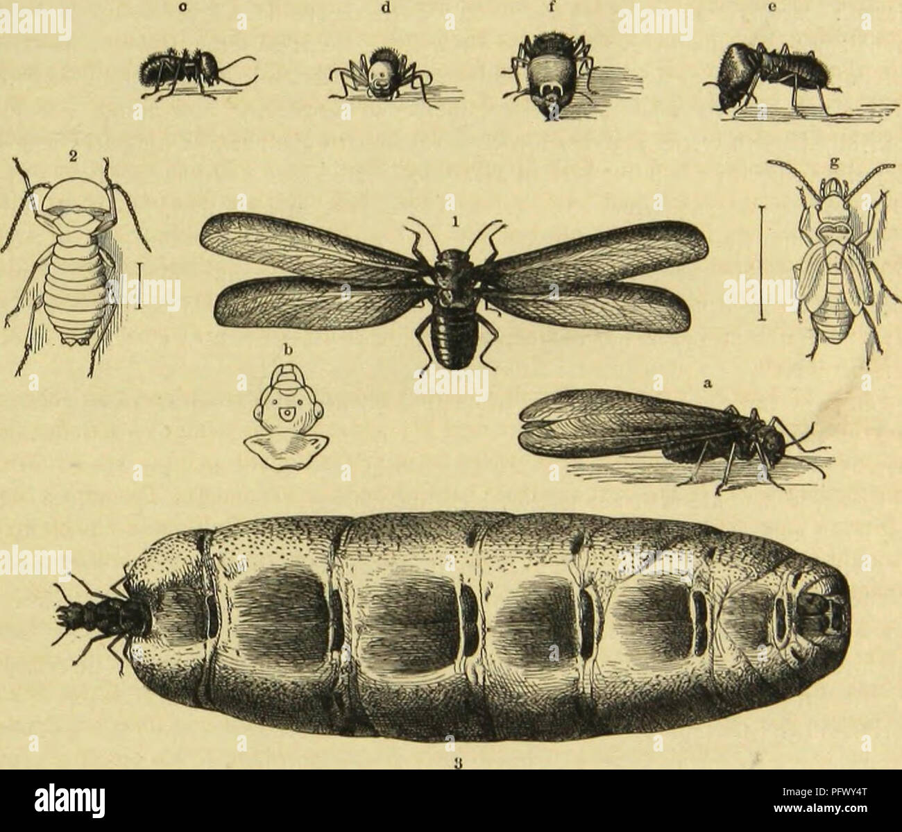 This image features various insects, including millipedes and spiders ...