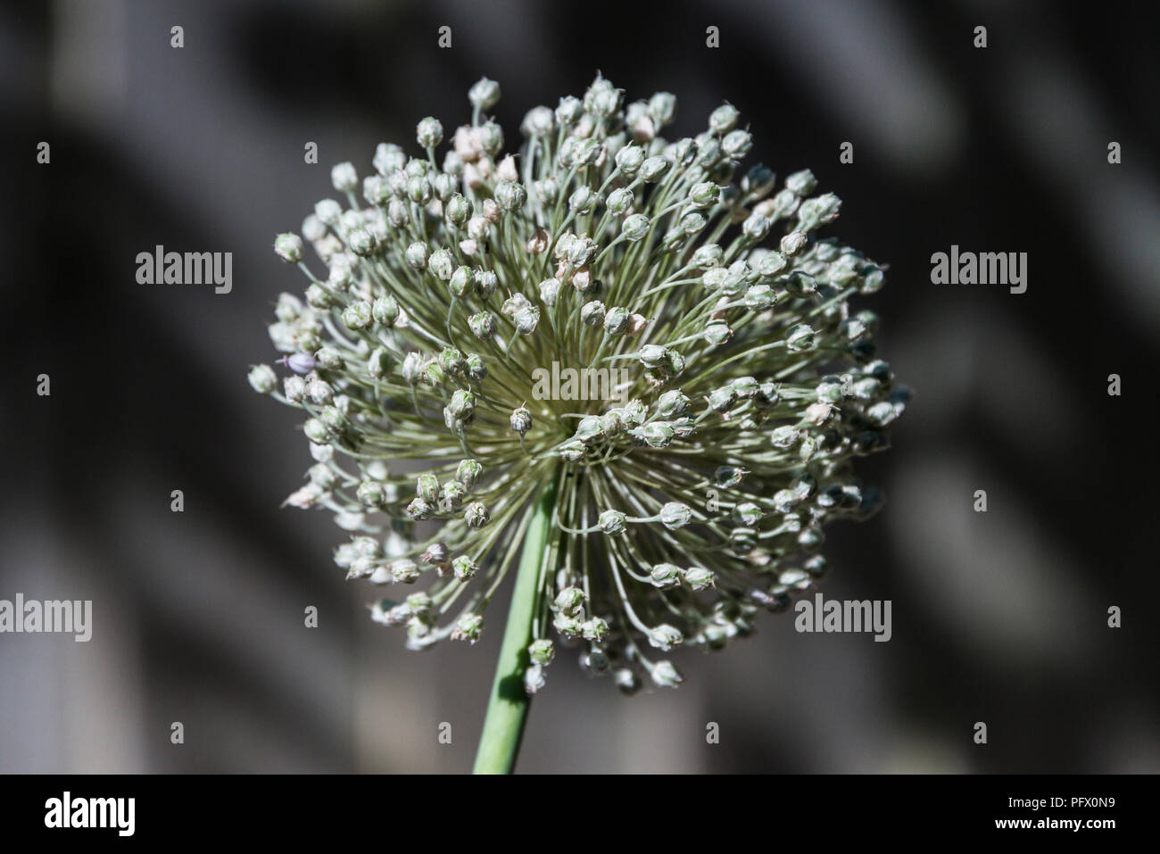 The flower head of a leek plant (Allium ampeloprasum 'Leek Group' Stock ...