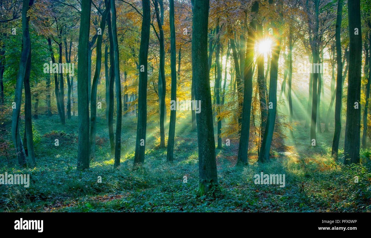 Seasons nature hi-res stock photography and images - Alamy