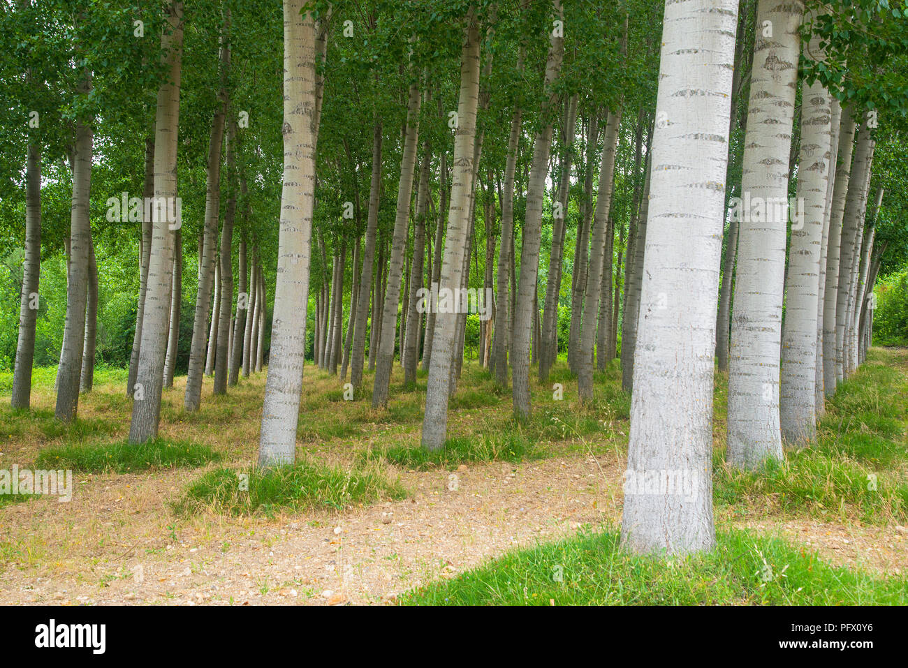 árbol de ecología hi-res stock photography and images - Alamy