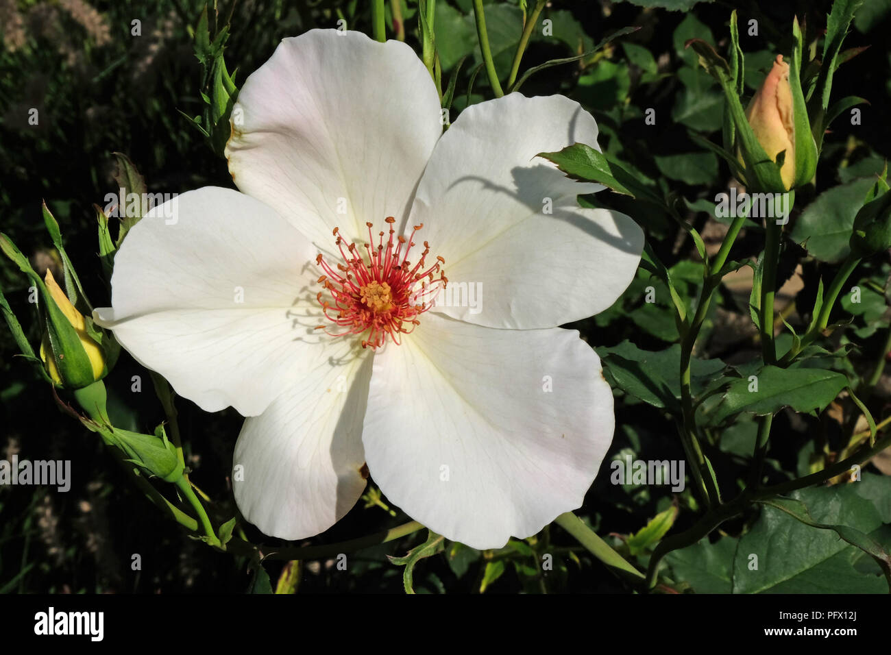 Kiftsgate court hi-res stock photography and images - Alamy