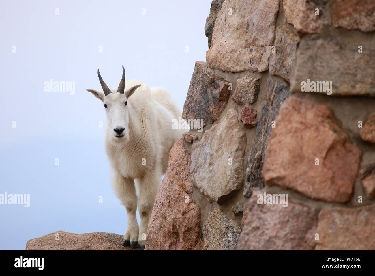 Mountain goat adult climbing on rocks at the top of Mount Evans ...