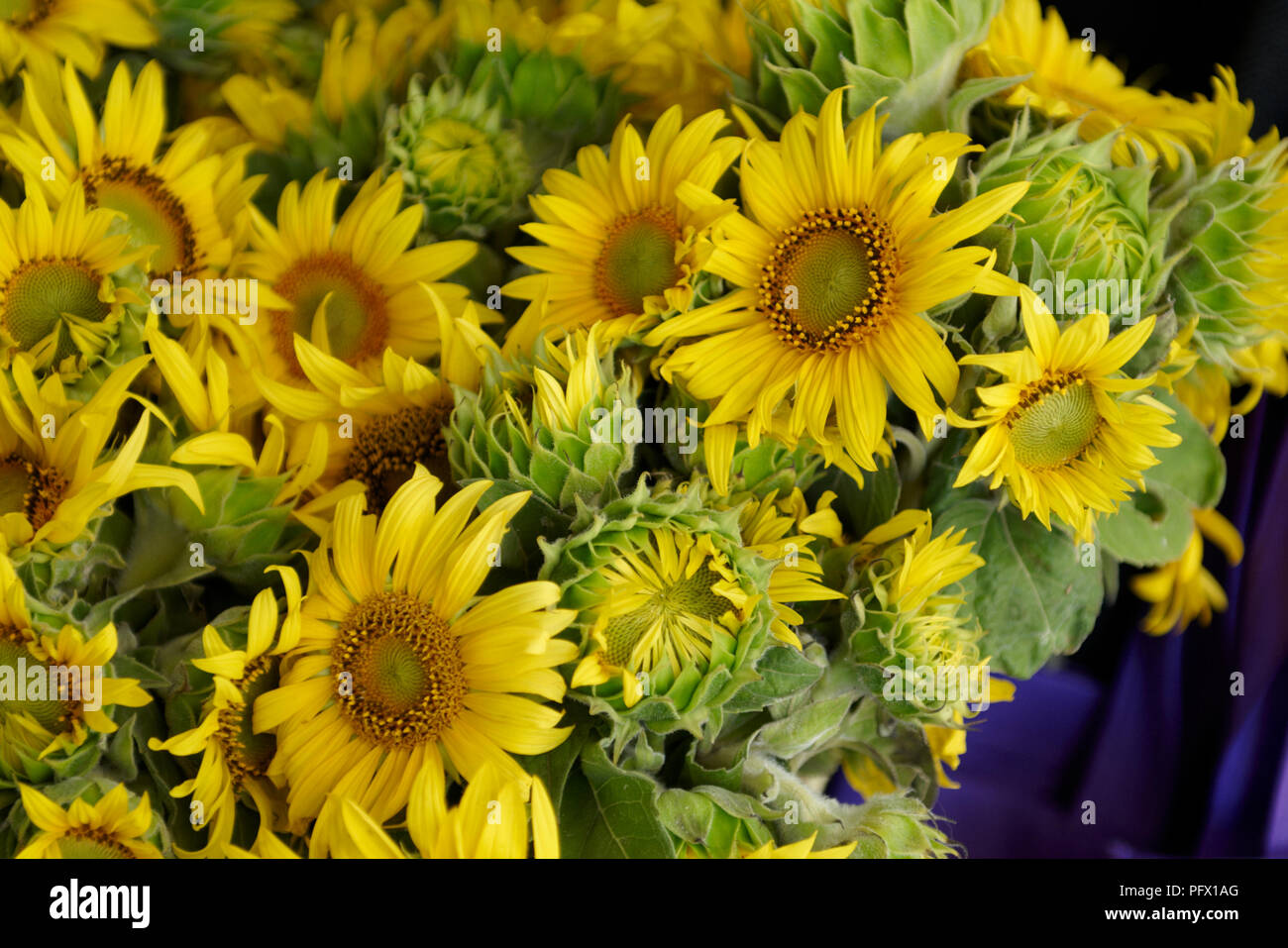 A bunch of sunflowers at a market Stock Photo - Alamy