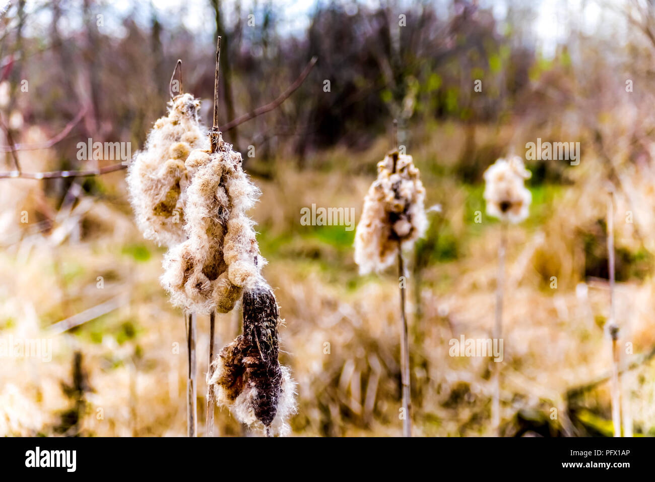 Bulrush flower hi-res stock photography and images - Alamy