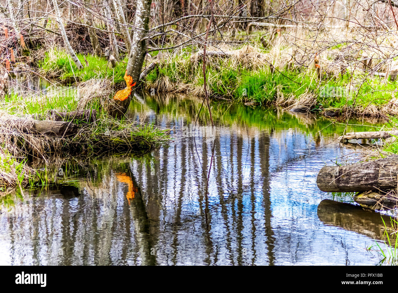 Beavers of british columbia hi-res stock photography and images - Alamy