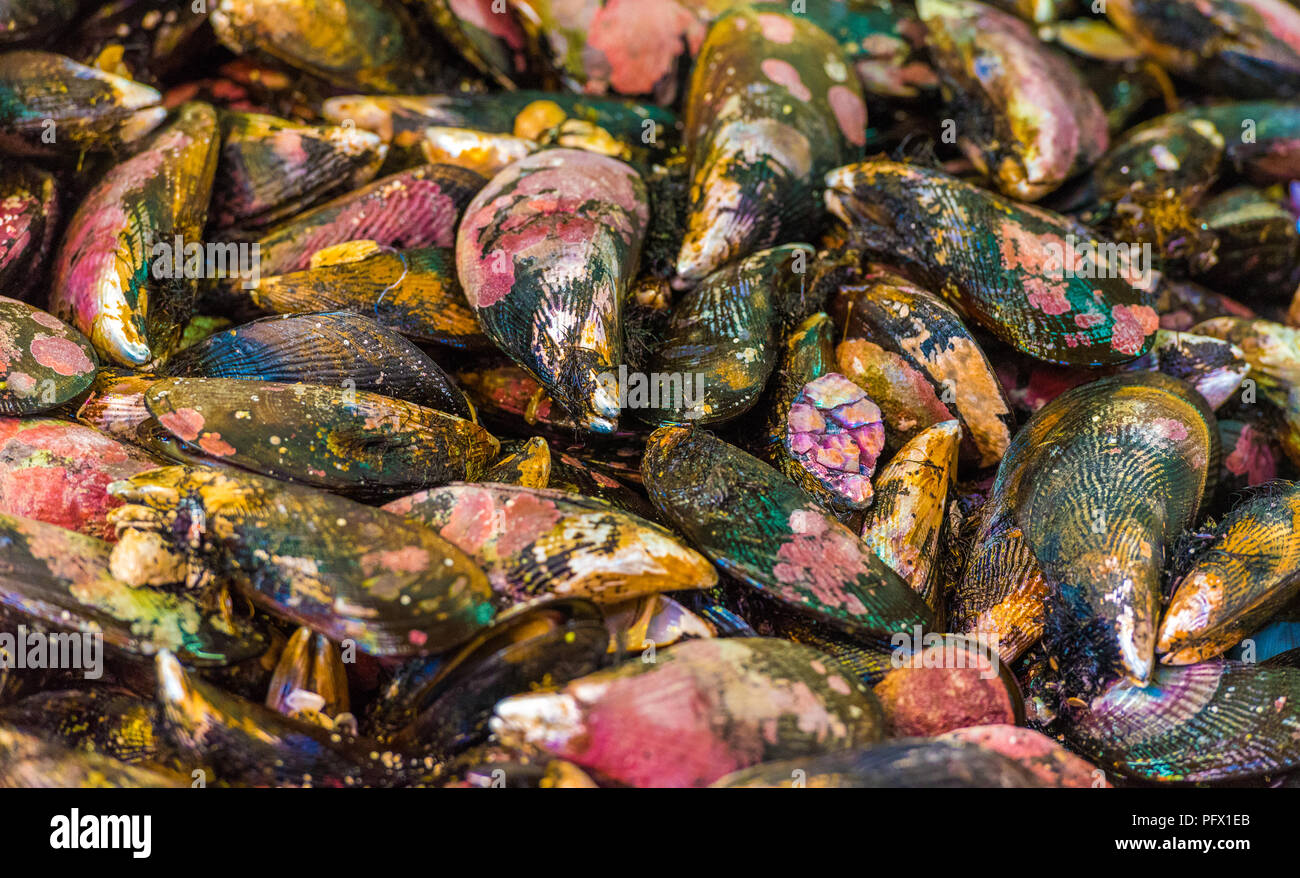 Mollusks only from the ocean, Puerto Montt, Chile. Close-up Stock Photo ...