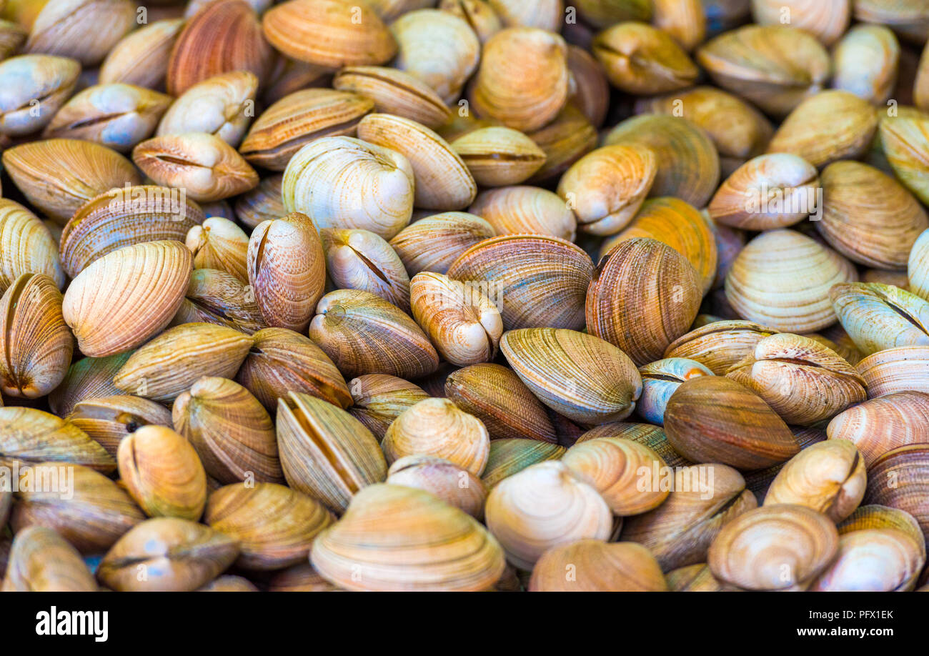 Mollusks only from the ocean, Puerto Montt, Chile. Close-up Stock Photo ...