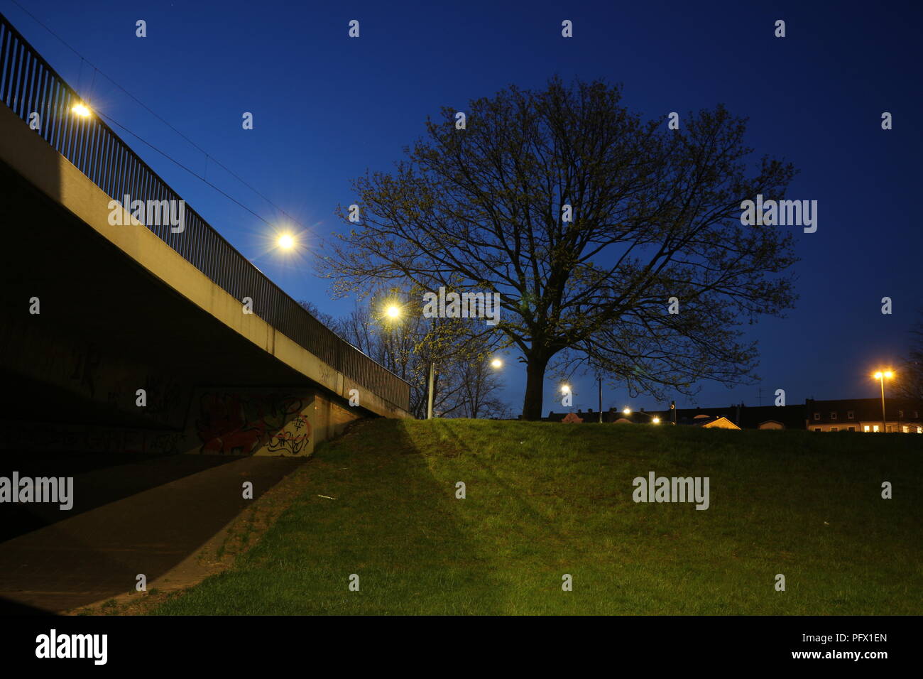 City tree at night Stock Photo - Alamy