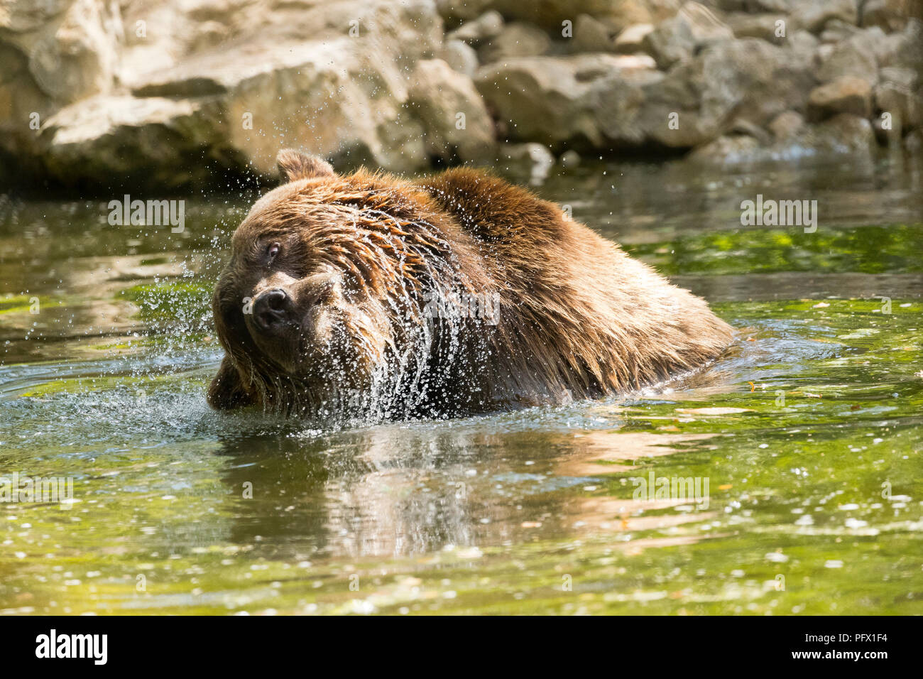 European Brown Bear ( Ursus arctos arctos ) In Water Shaking Stock ...