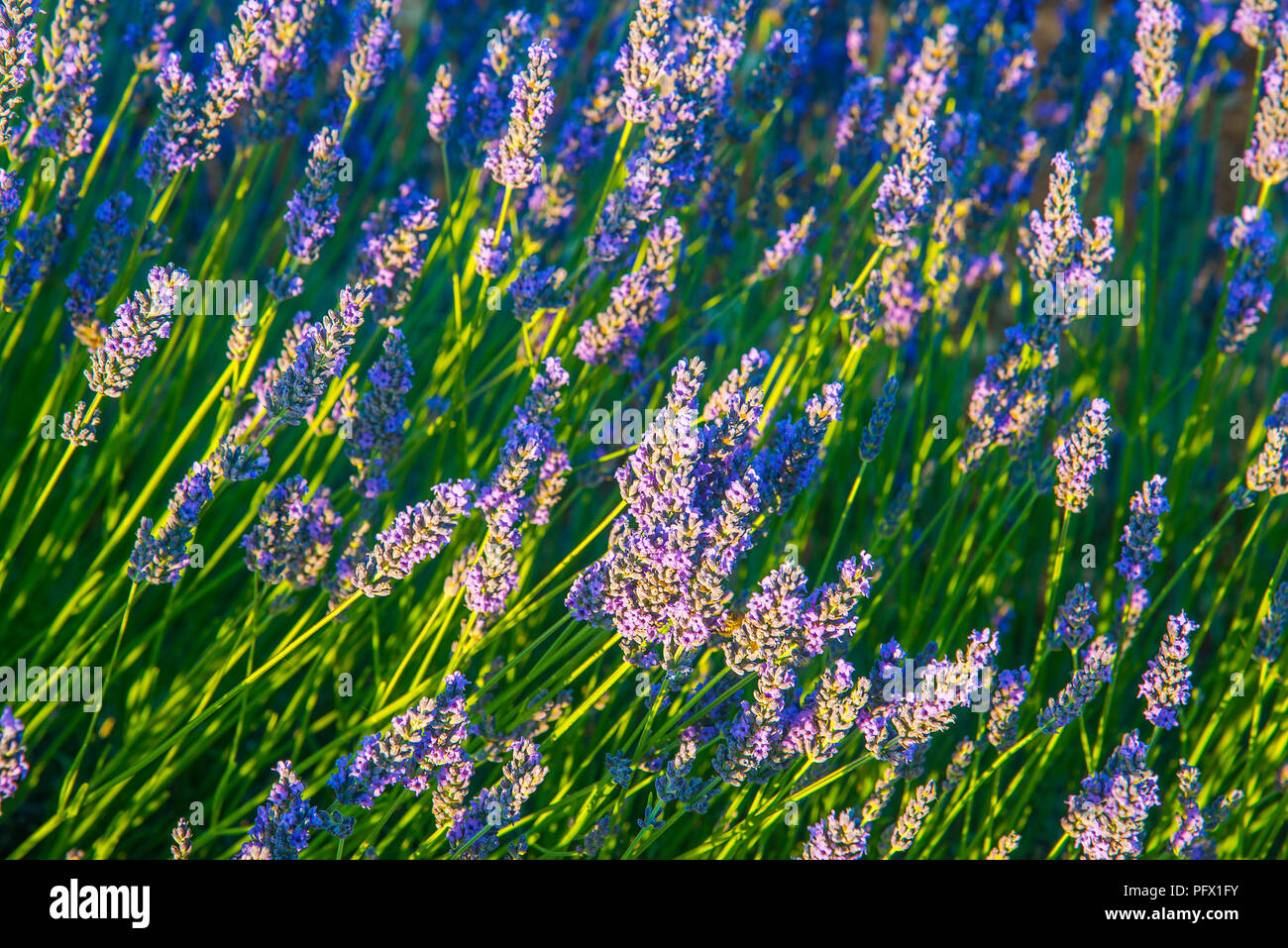 Close up lavender flowers hi-res stock photography and images - Alamy