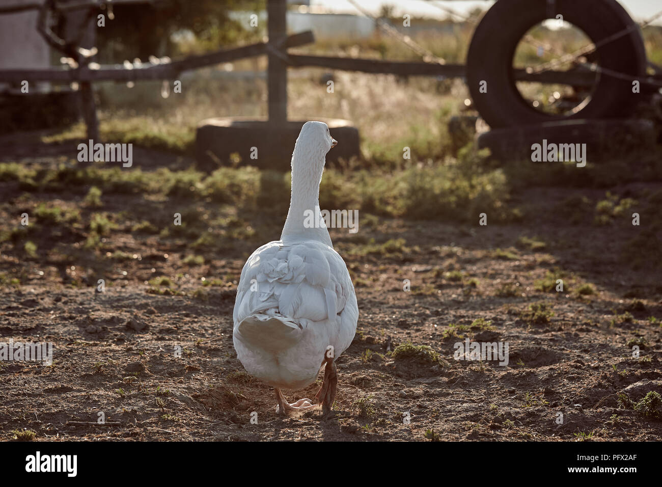 White Goose enjoying for walking in garden. Domestic goose. Goose farm ...