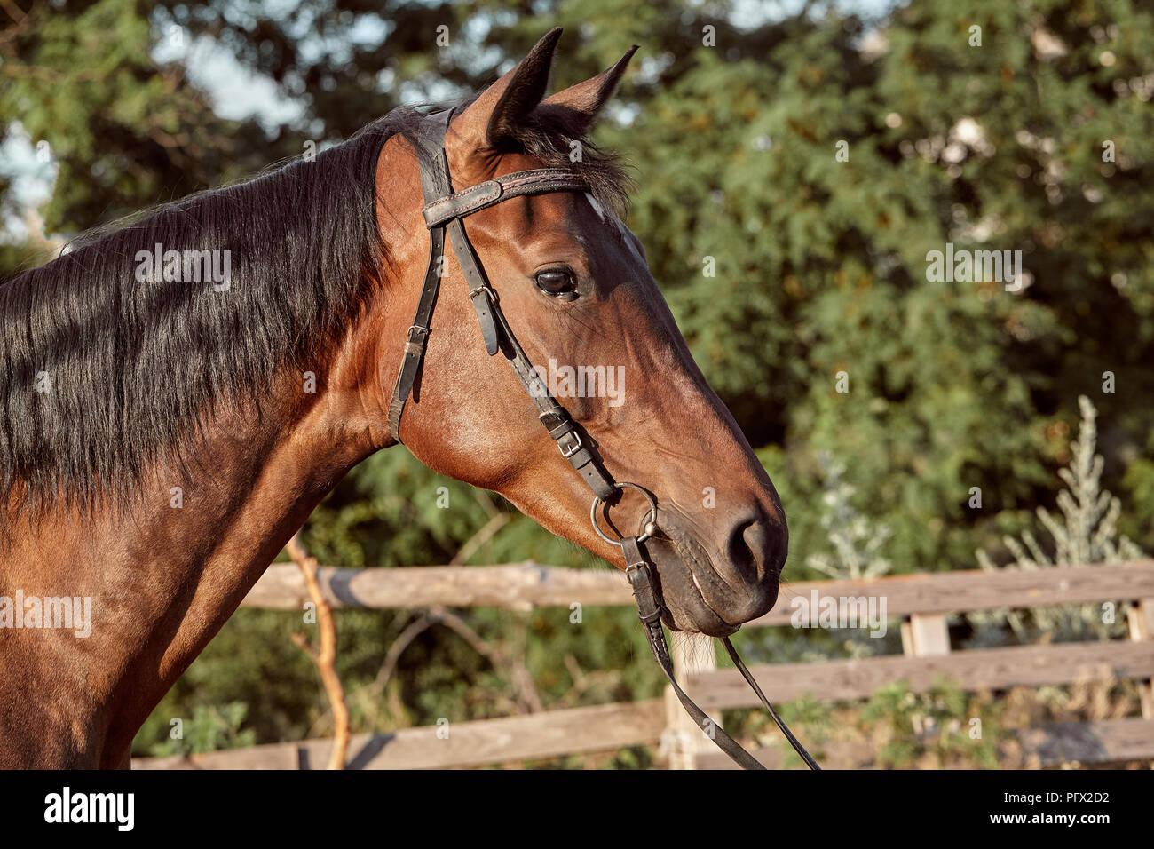 Beautiful brown horse, close-up of muzzle, cute look, mane, background ...