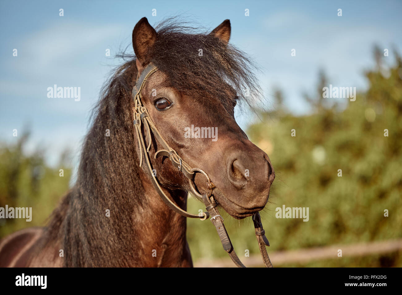 Beautiful brown pony, close-up of muzzle, cute look, mane, background ...