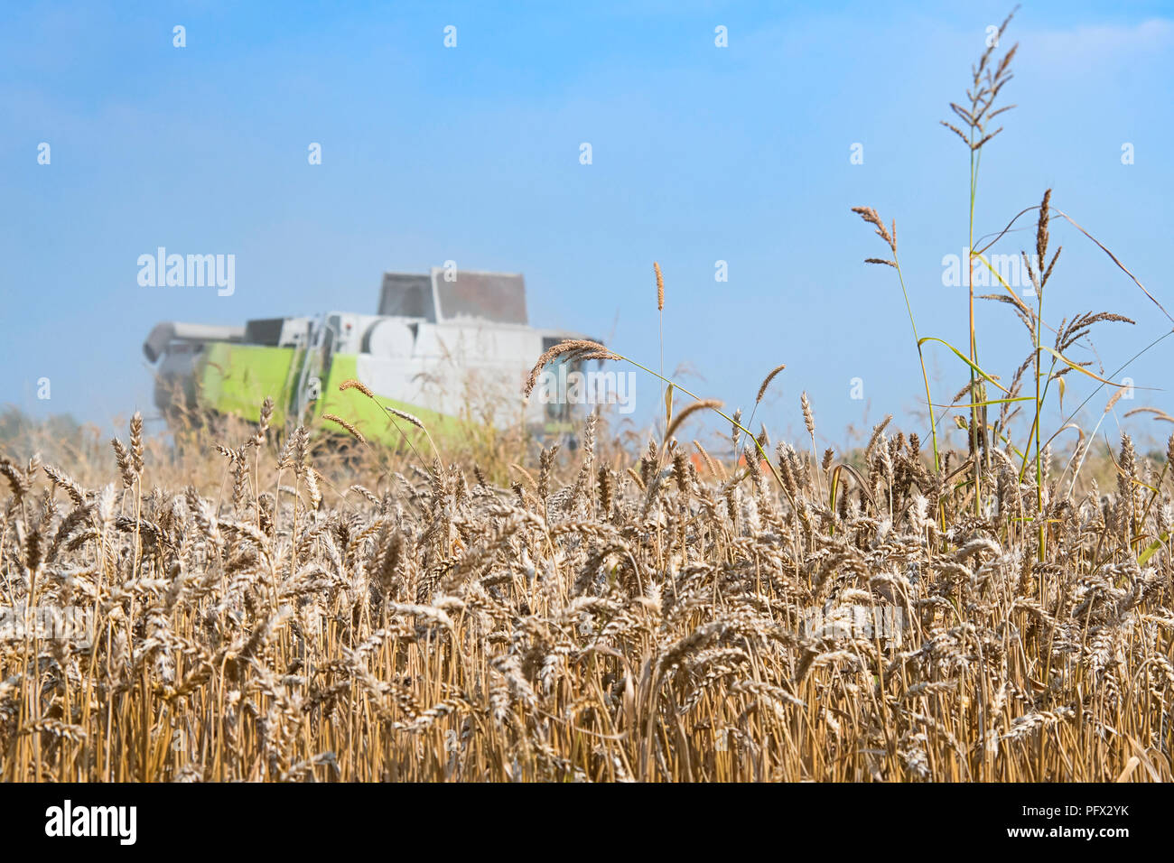 Harvester machine to harvest wheat field working. Combine harvester ...