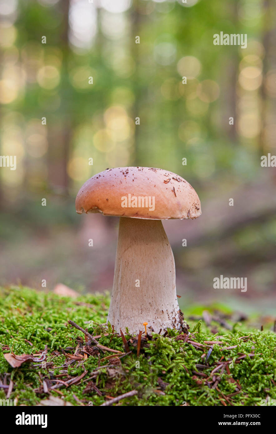 Root mushroom hi-res stock photography and images - Alamy