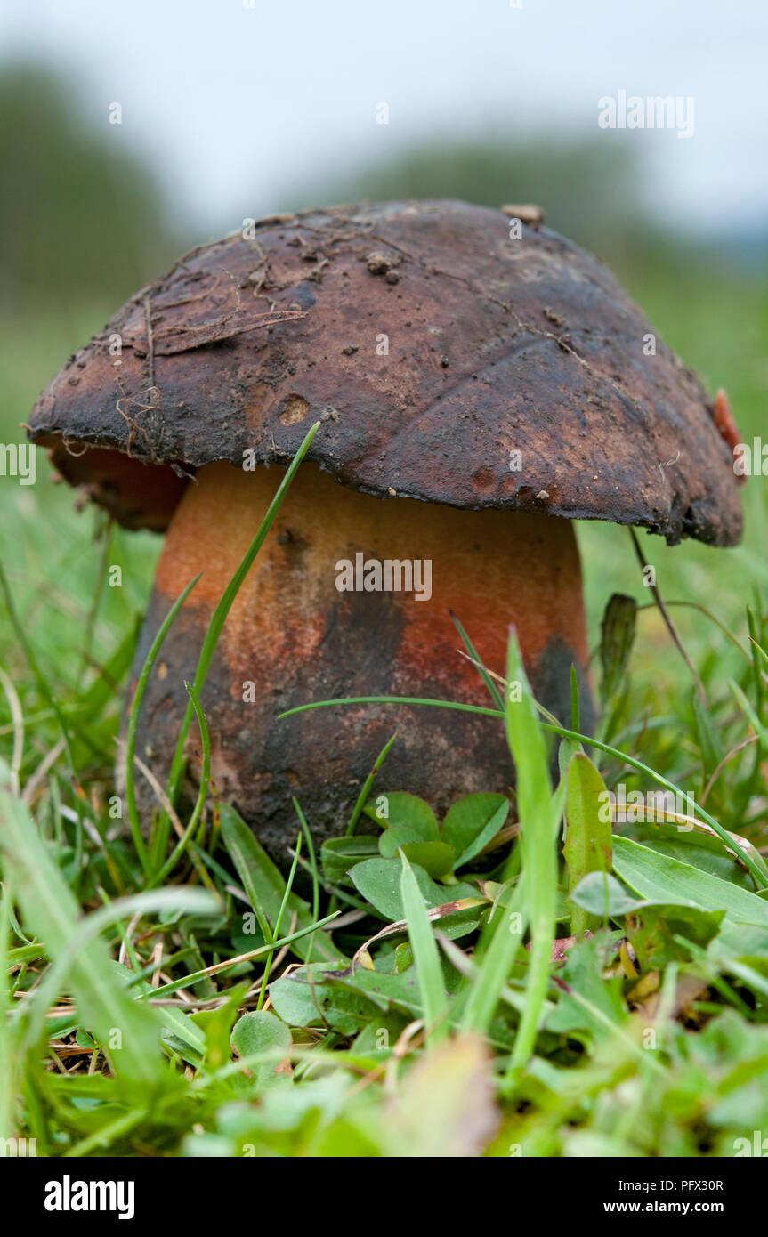 Root mushroom hi-res stock photography and images - Alamy