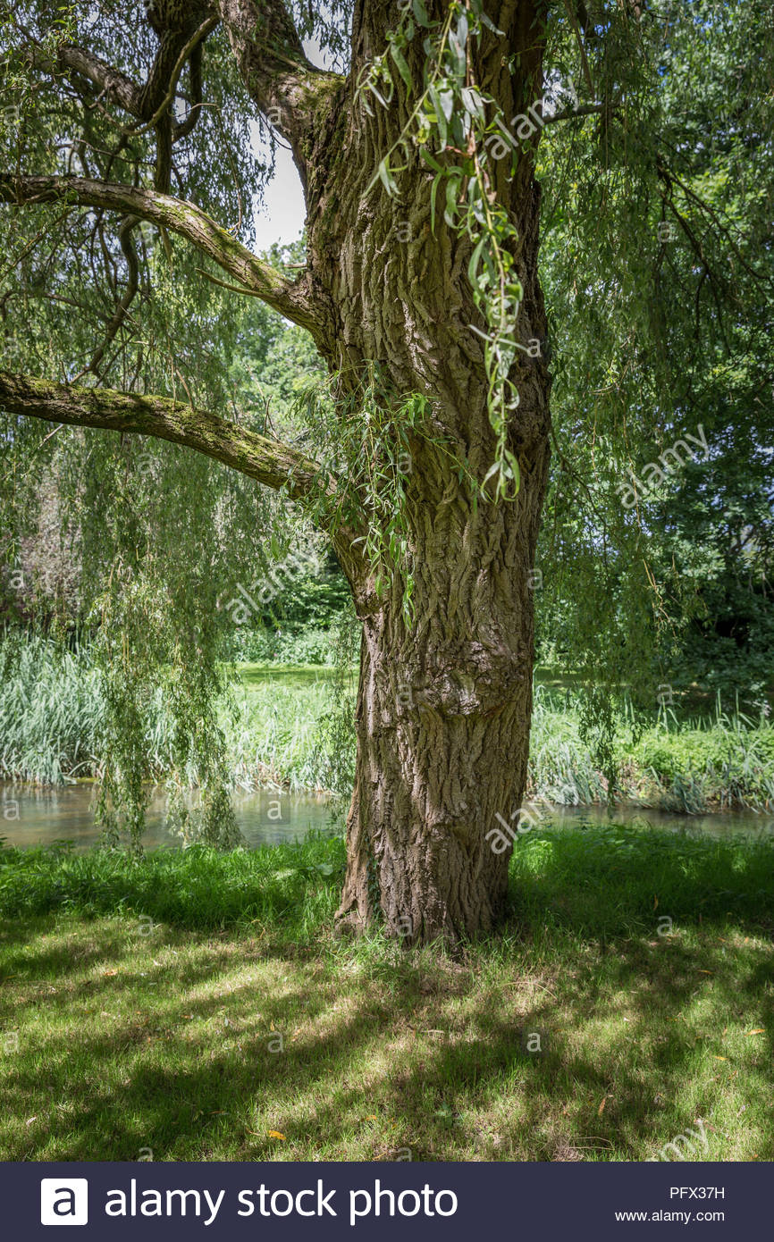 Weeping Willow Tree Stock Photos & Weeping Willow Tree Stock Images - Alamy