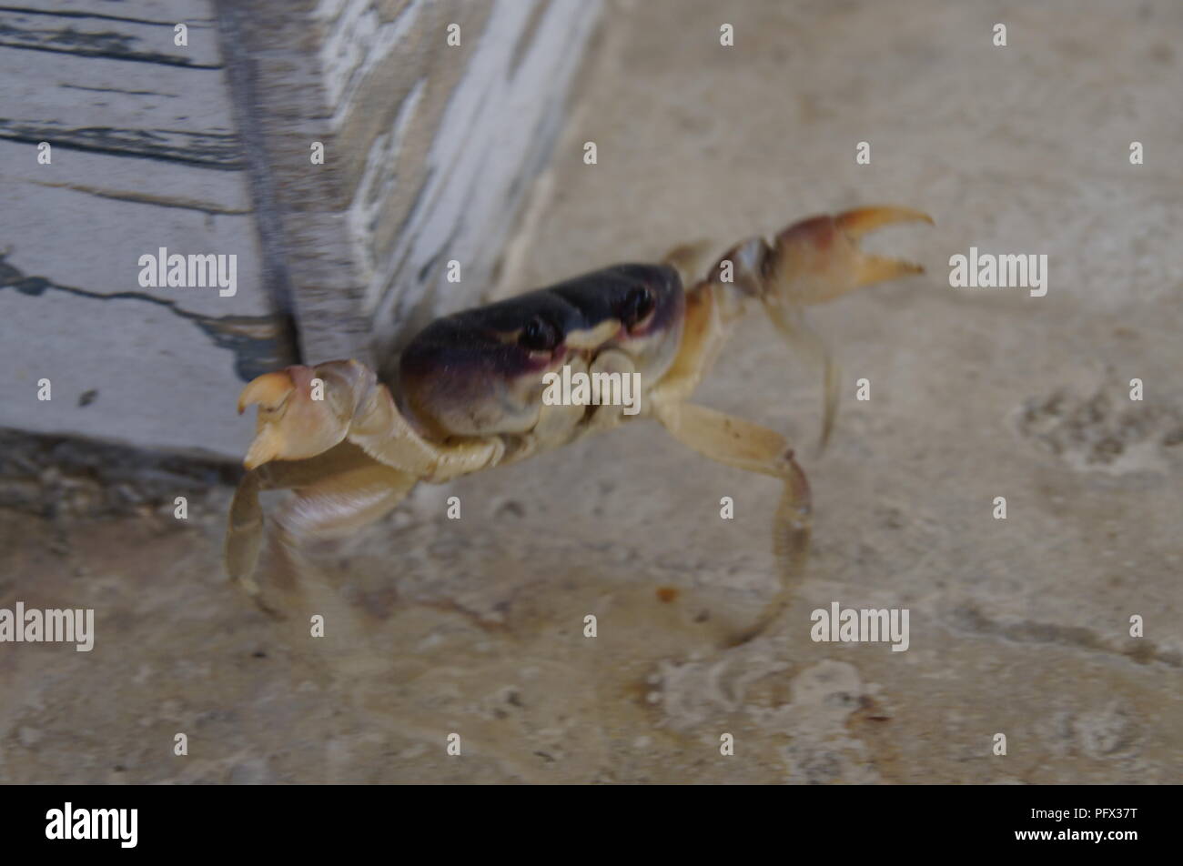Small land crab escaping from the photographer Stock Photo - Alamy
