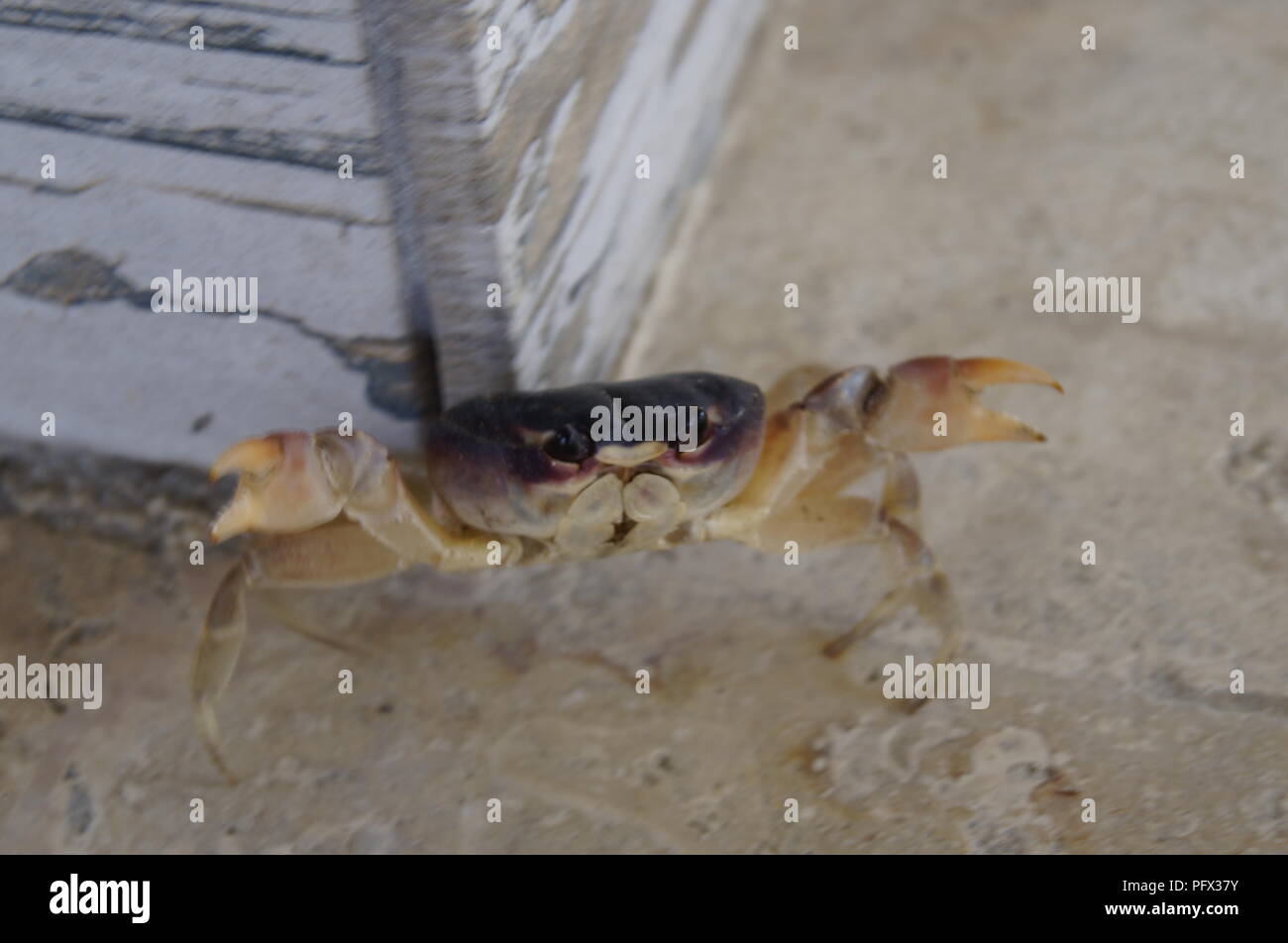 Small land crab escaping from the photographer Stock Photo - Alamy