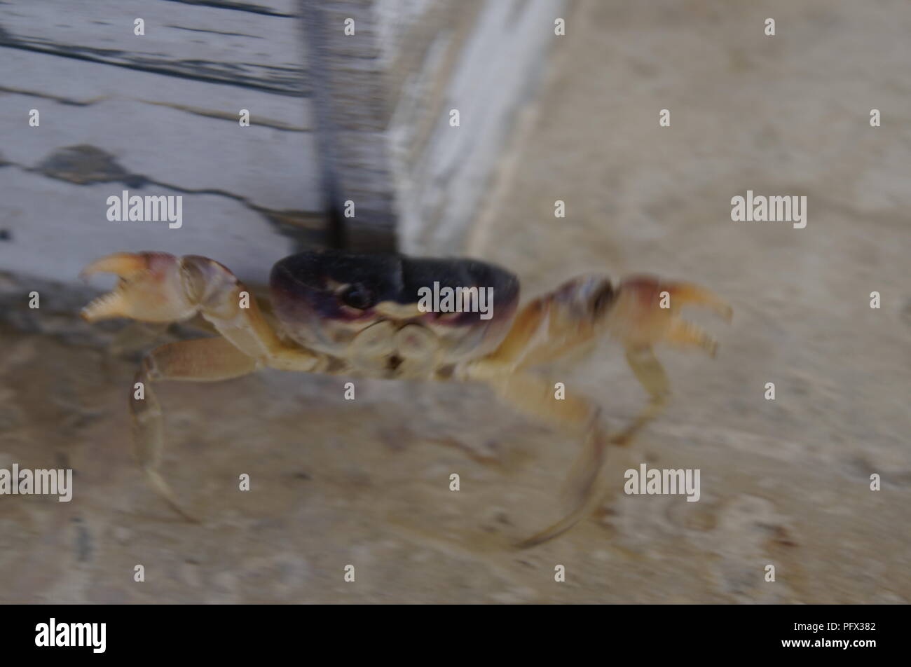 Land Crab High Resolution Stock Photography and Images - Alamy