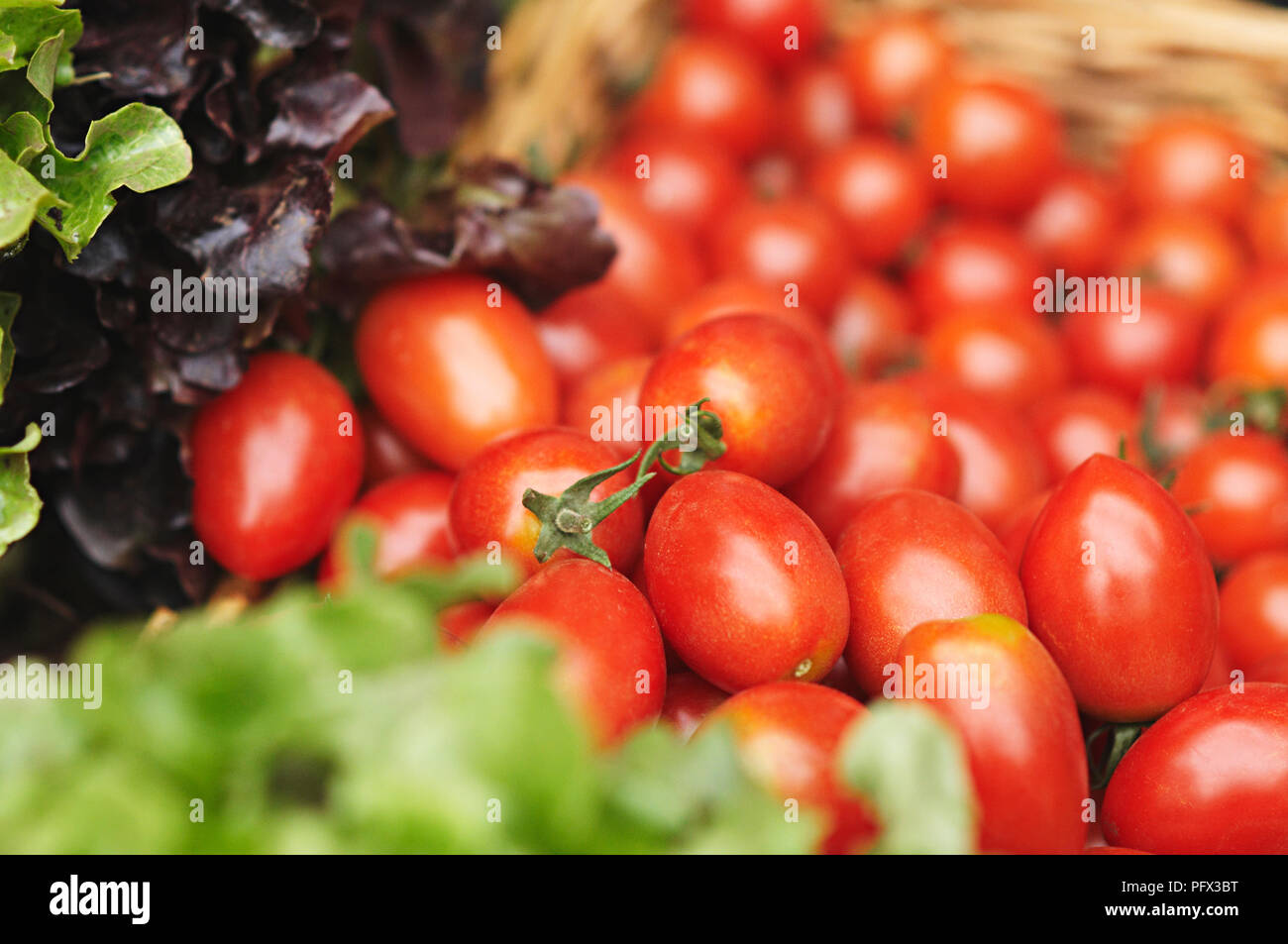 Organic fresh roma tomatoes, at Produce Day at the Daylesford Lake ...