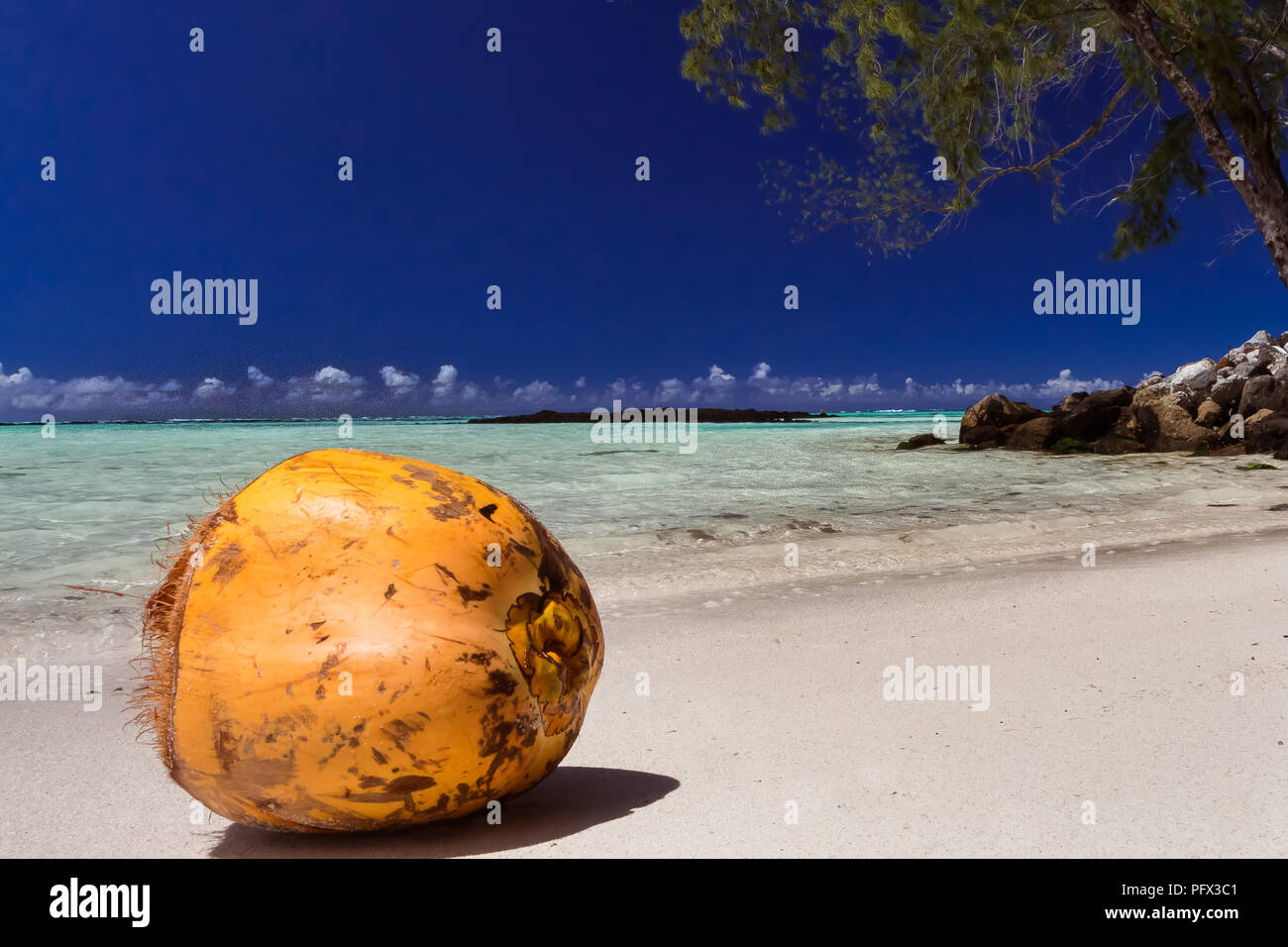 a ripe orange (unpeeled) coconut on a sandy beach, Mauritius Stock ...
