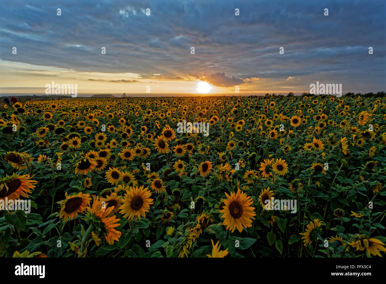 Natasha Jenkins enjoys a walk during sunset amongst a field of ...