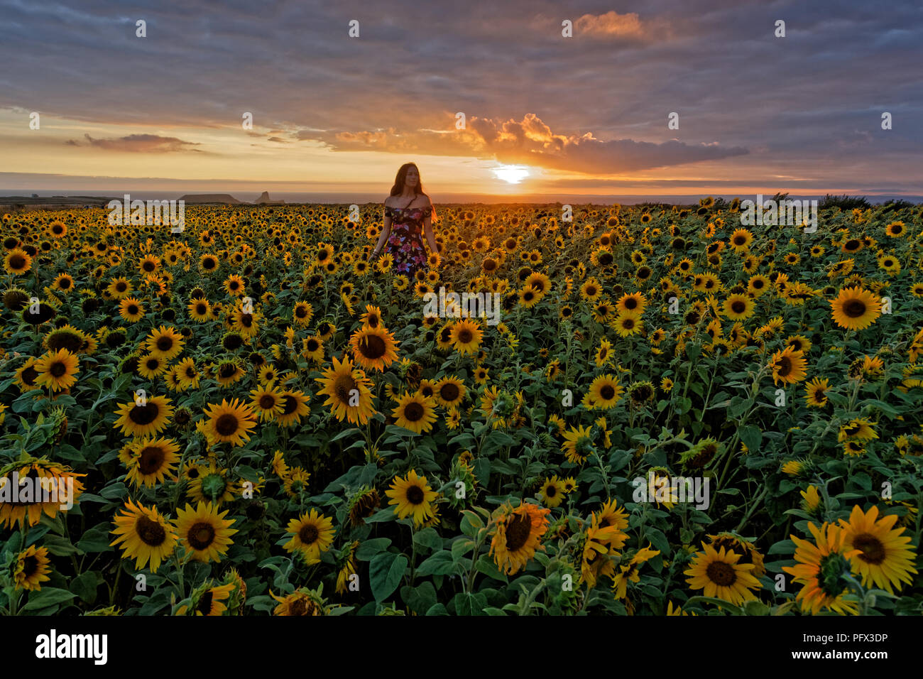 Natasha Jenkins enjoys a walk during sunset amongst a field of ...