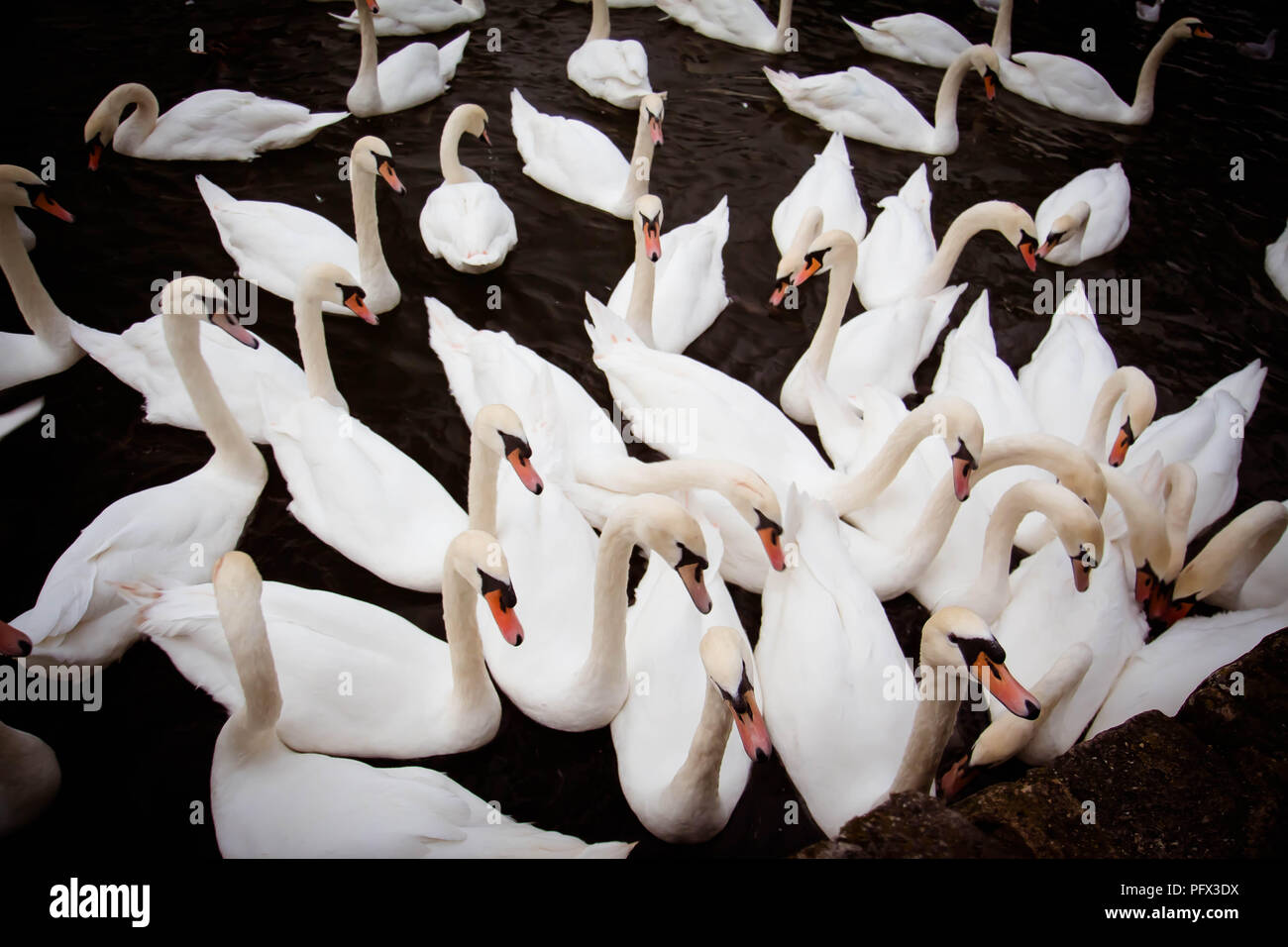 A flock of beautiful swans at Windsor, England Stock Photo - Alamy