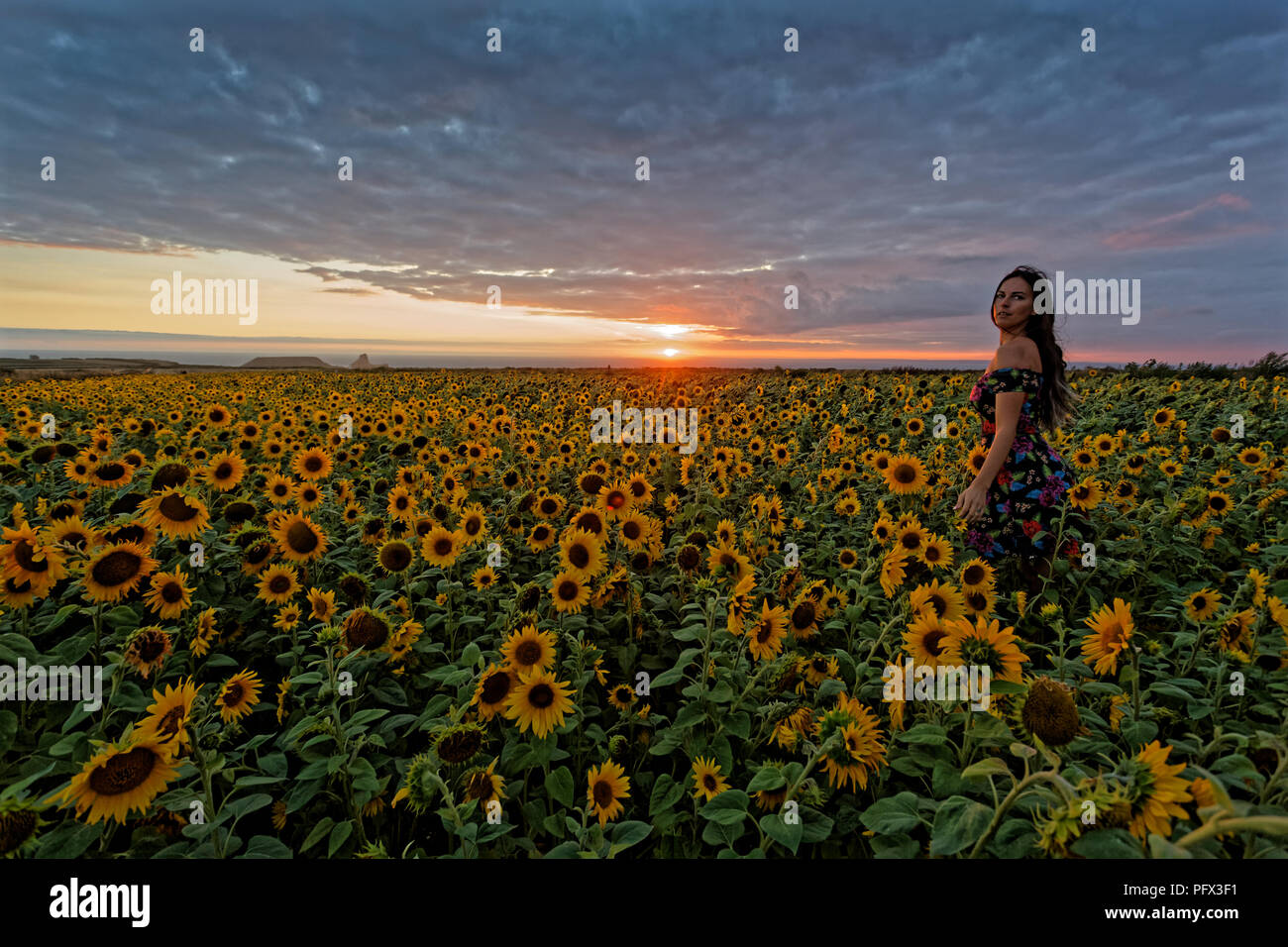 Natasha Jenkins enjoys a walk during sunset amongst a field of ...