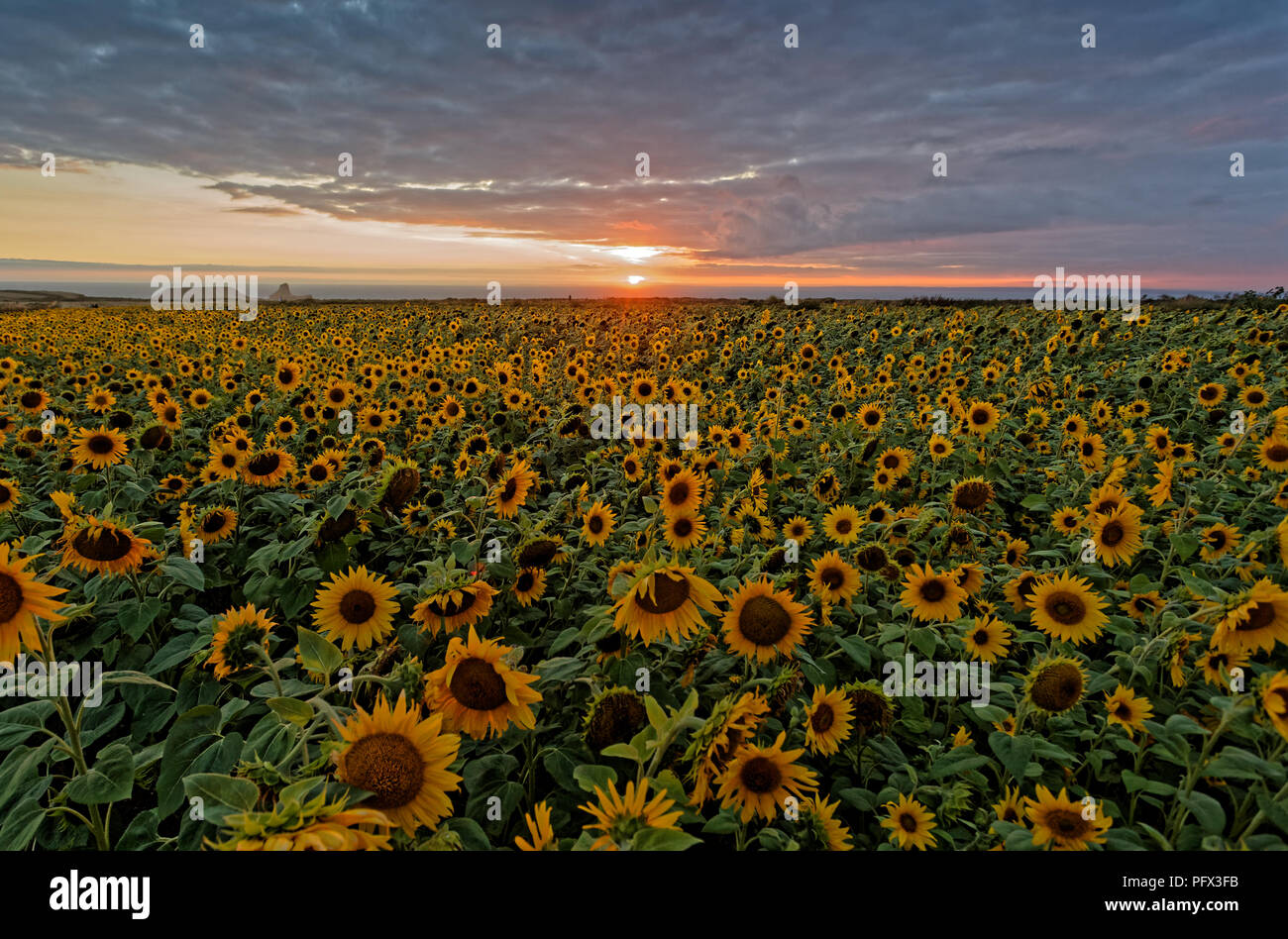 Natasha Jenkins enjoys a walk during sunset amongst a field of ...