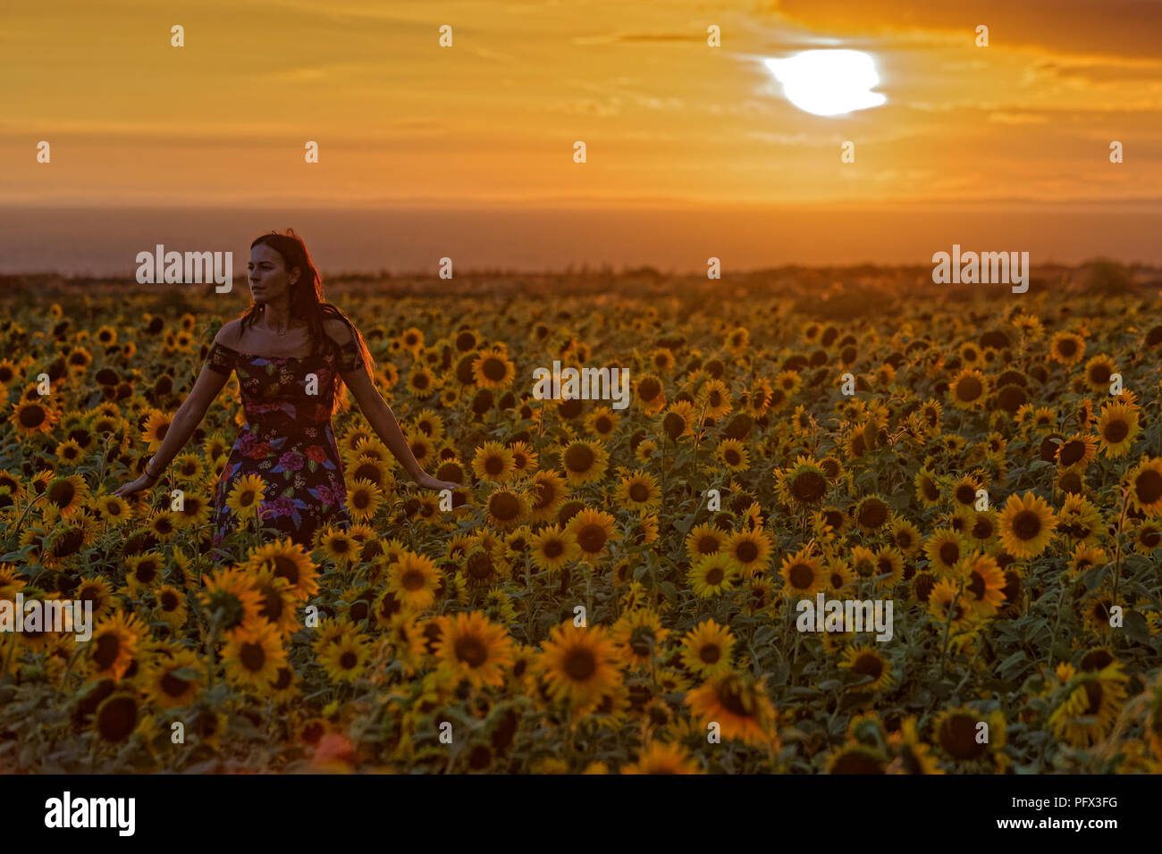 Natasha Jenkins enjoys a walk during sunset amongst a field of ...