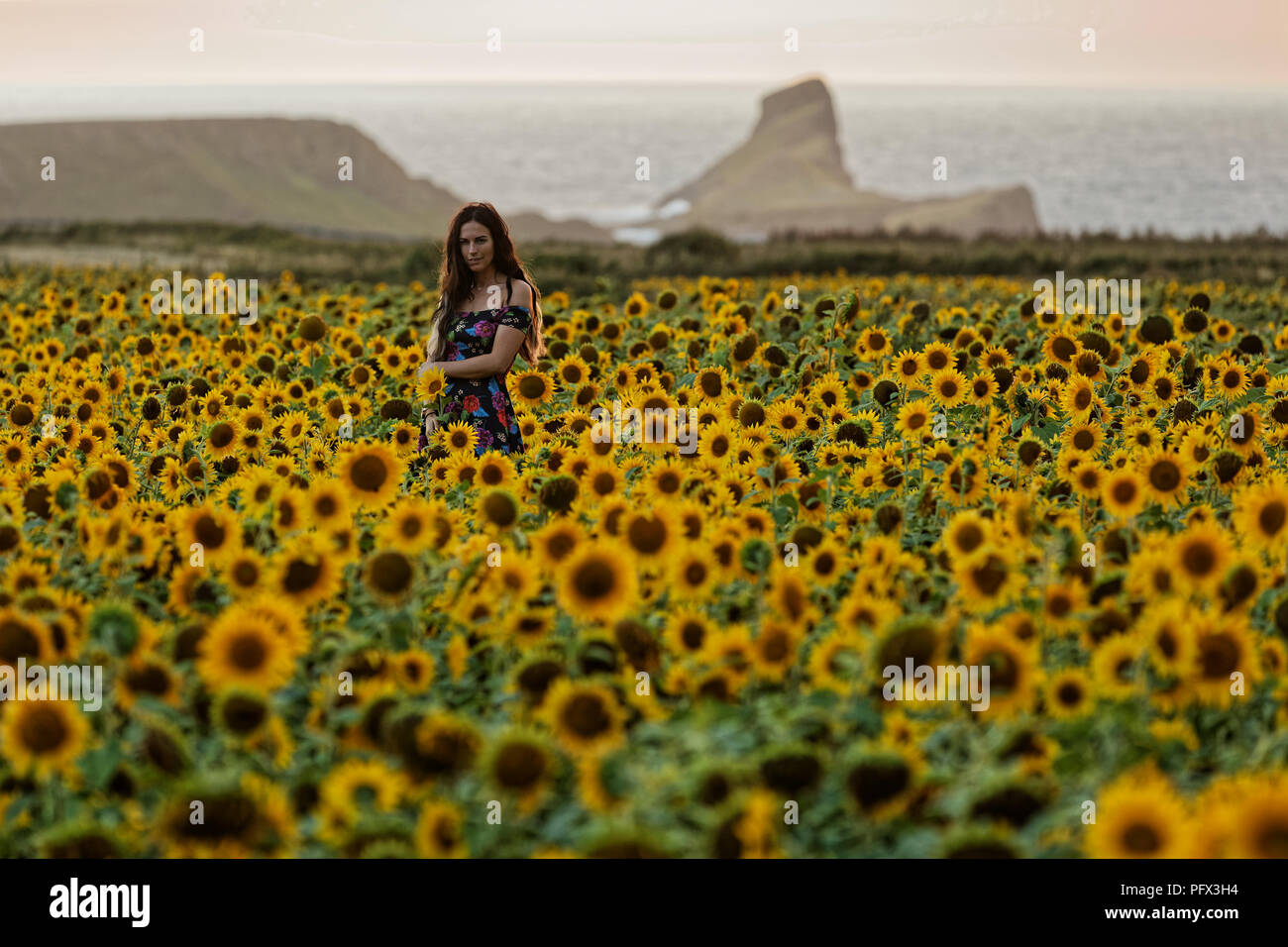 Natasha Jenkins enjoys a walk during sunset amongst a field of ...
