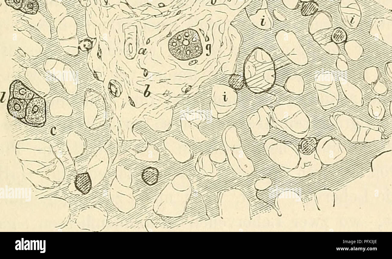 Liver microanatomy hi-res stock photography and images - Alamy