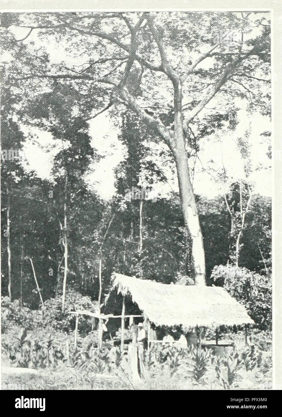 This report on rubber cultivation and exploitation in Brazil discusses ...