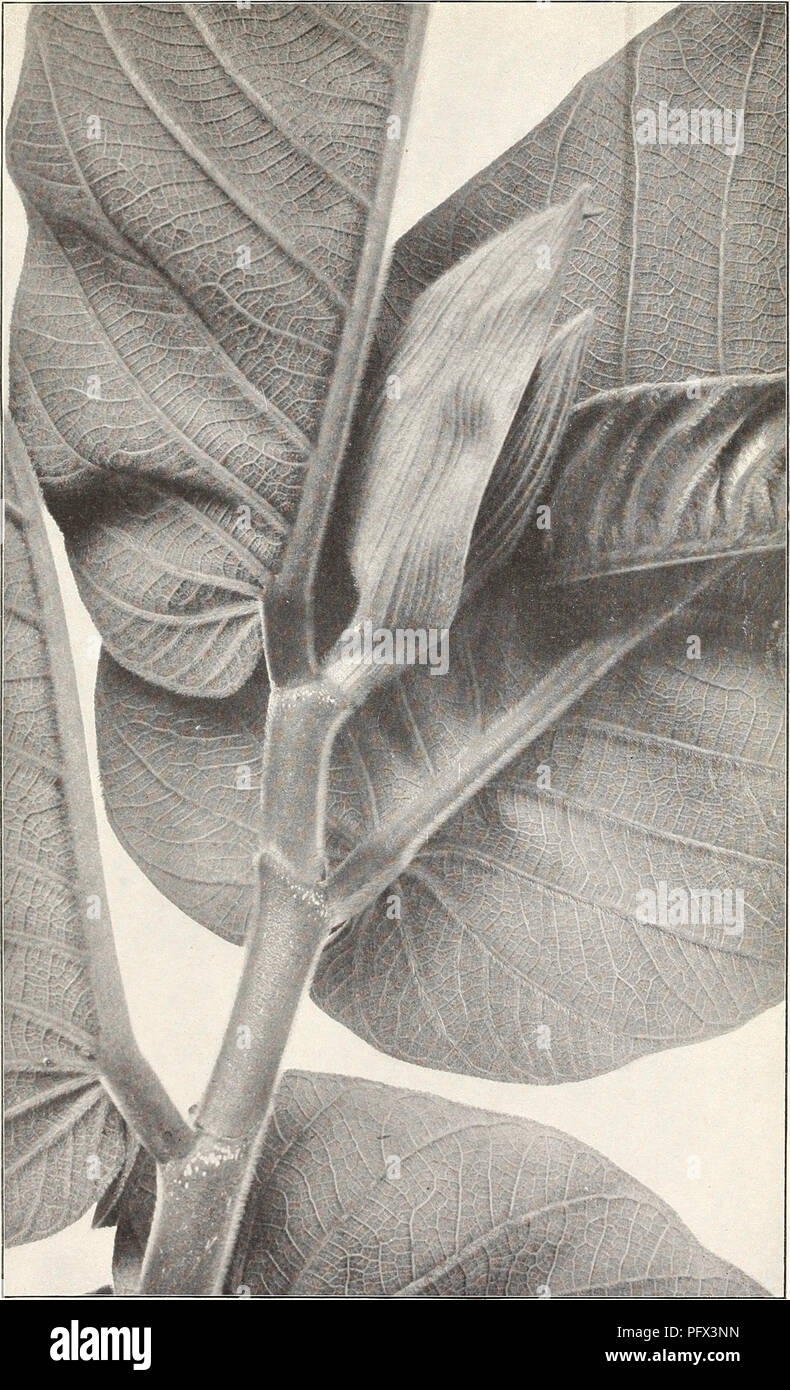 This botanical investigation presents the culture of the Central ...