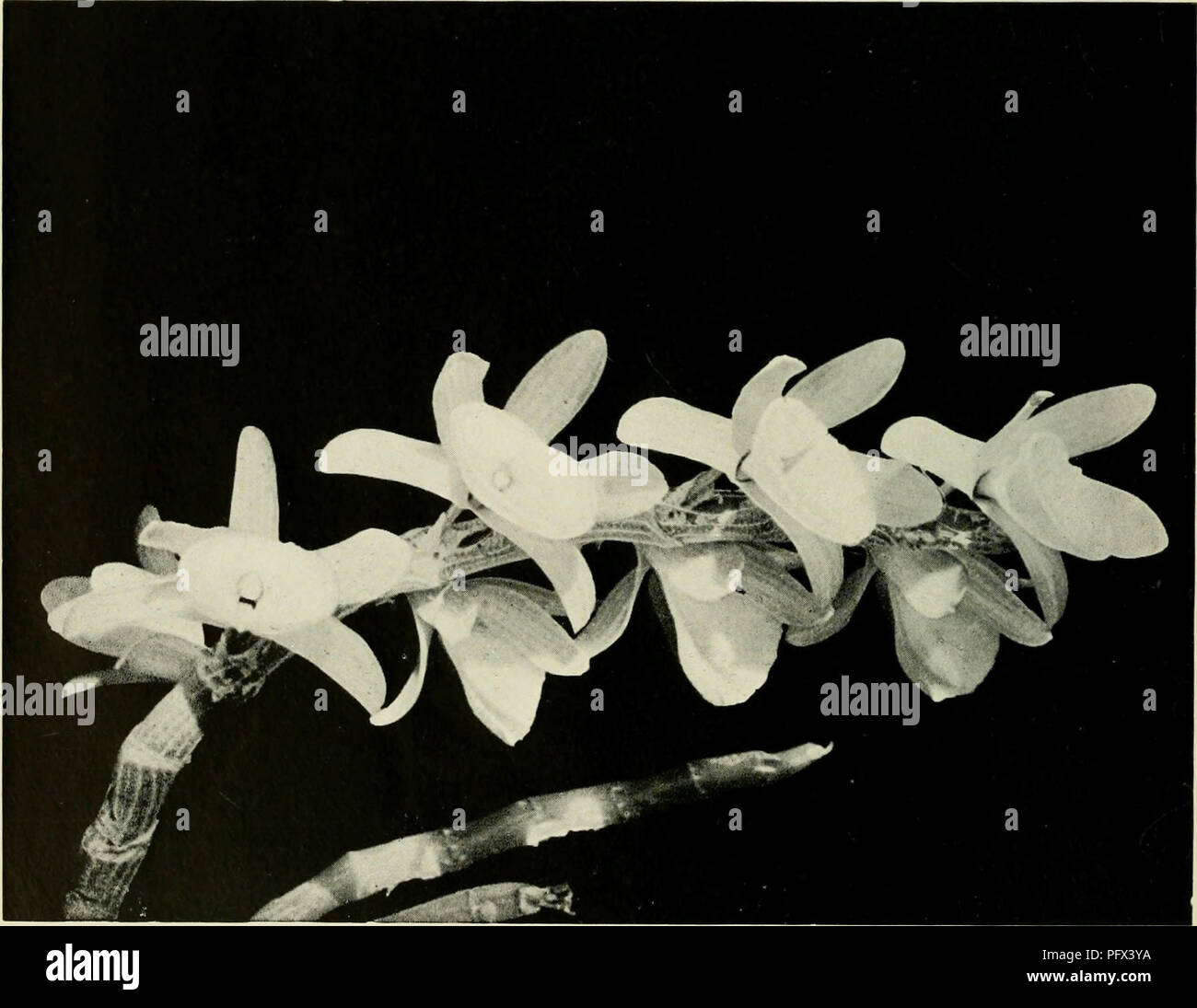 Dendrobium infundibulum hi-res stock photography and images - Alamy