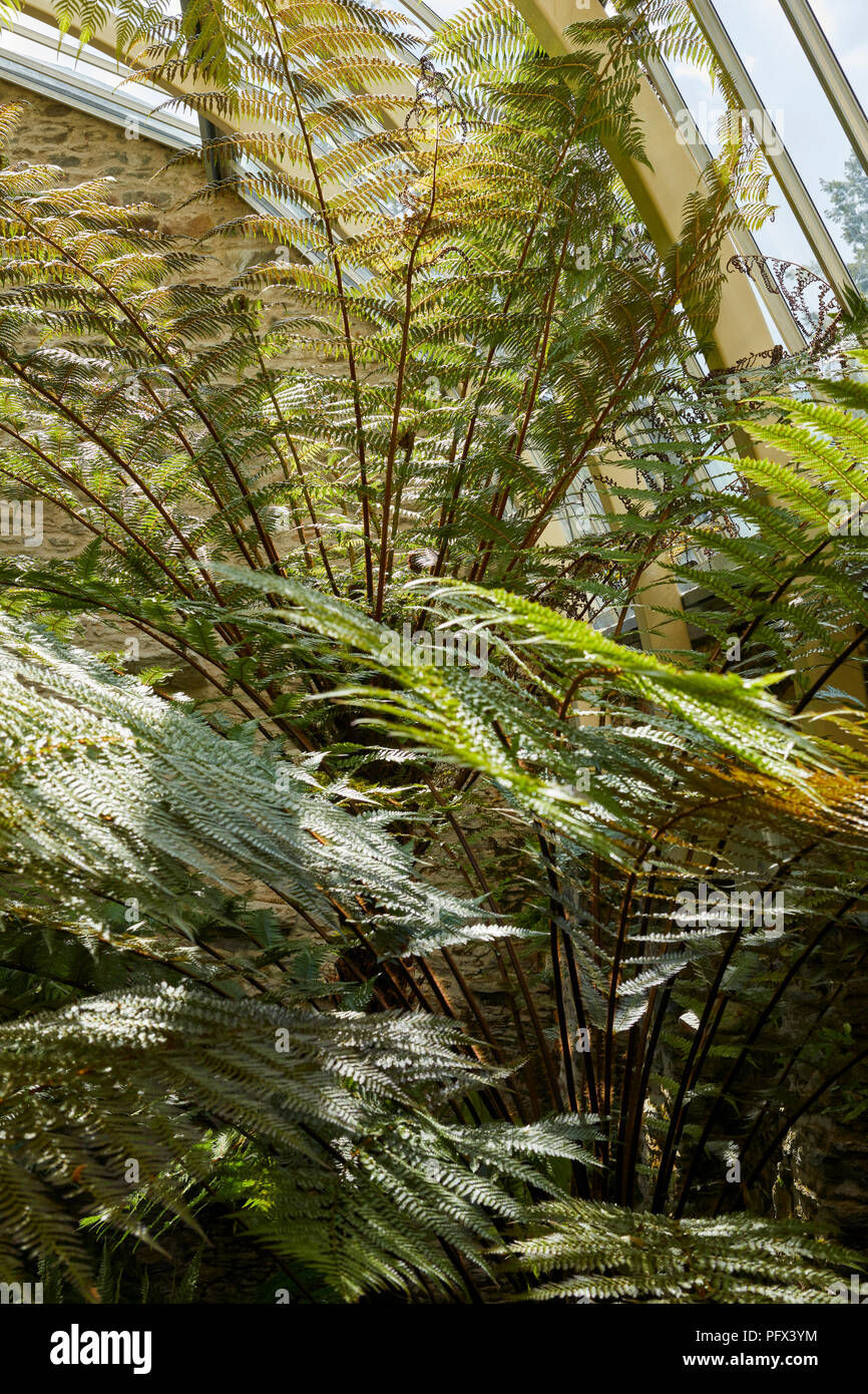 Collection of ferns growing in restored Victorian fernhouse at Benmore ...