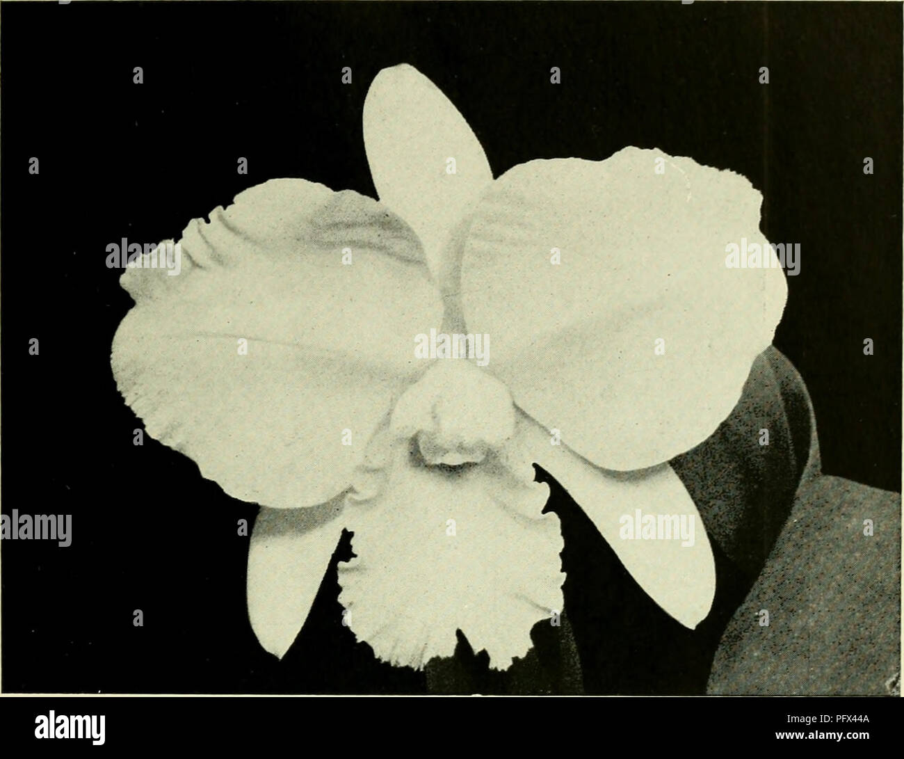 This table showcases various species of orchid plants, including ...