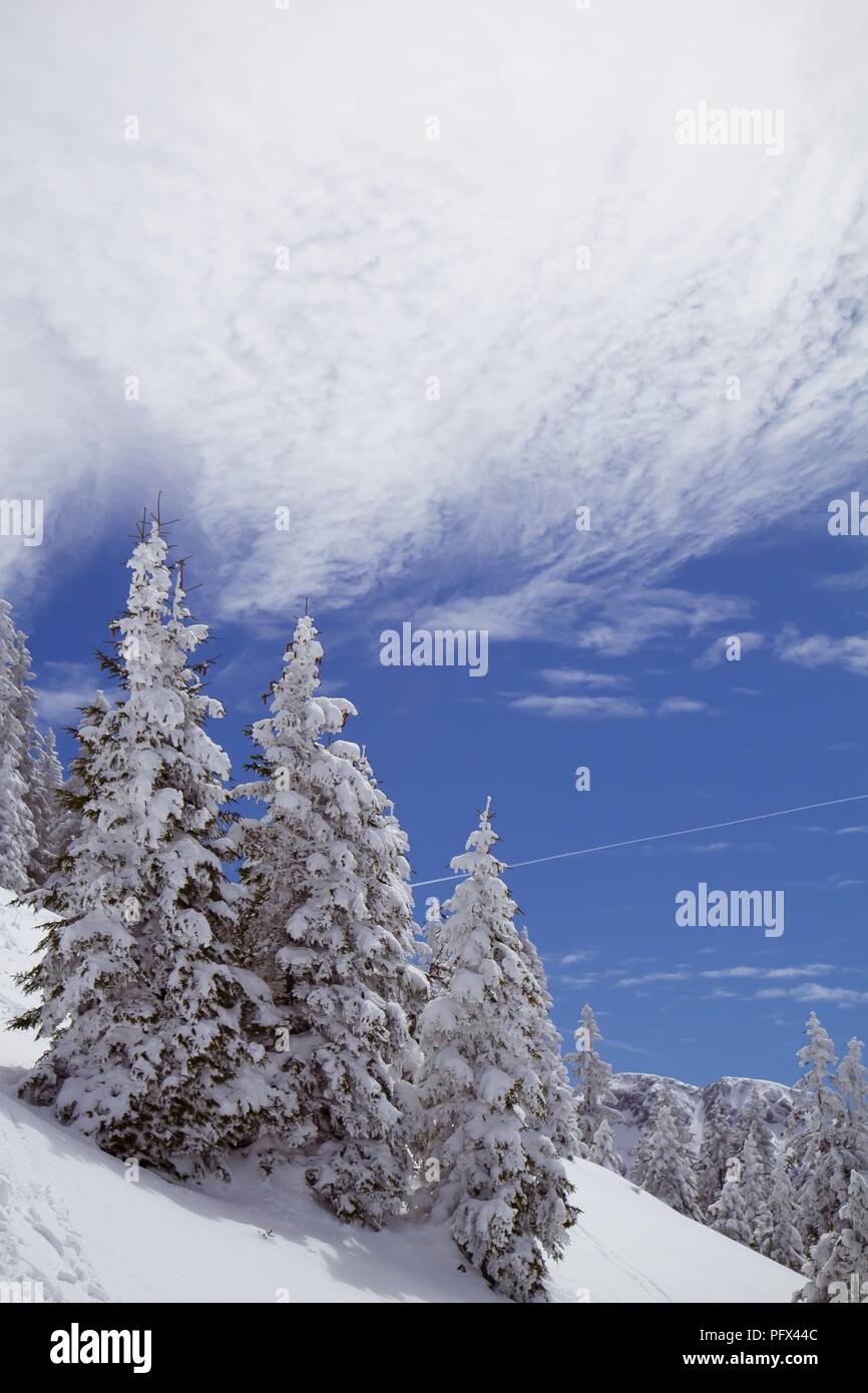 Fir trees covered with snow on the slopes of Tegelberg mountain in ...