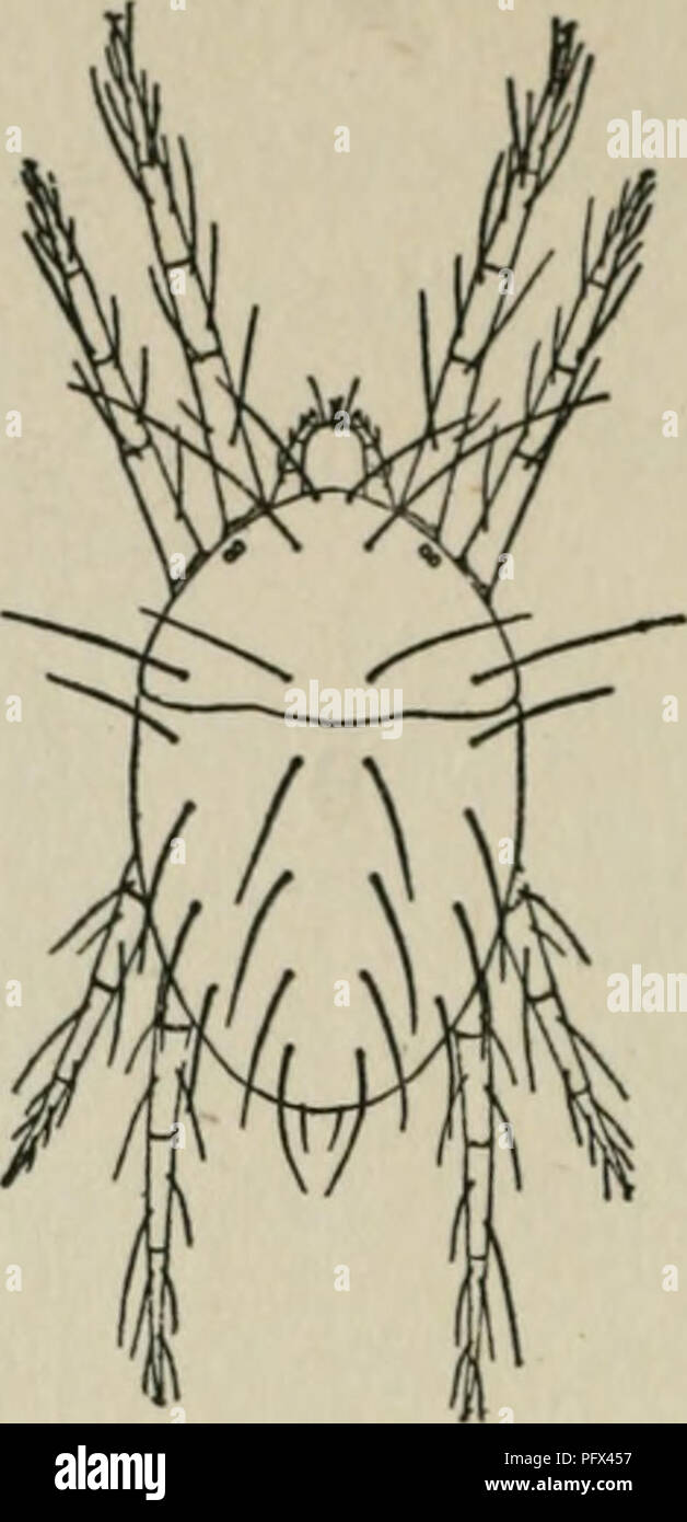 Pea plant life cycle hi-res stock photography and images - Alamy