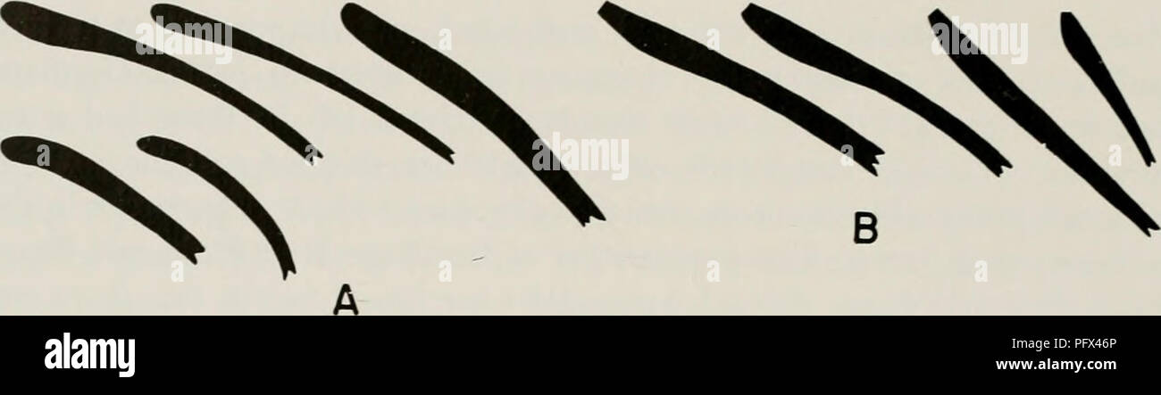 This study by Donald Collier and Paul Martin explores the evolution of ...