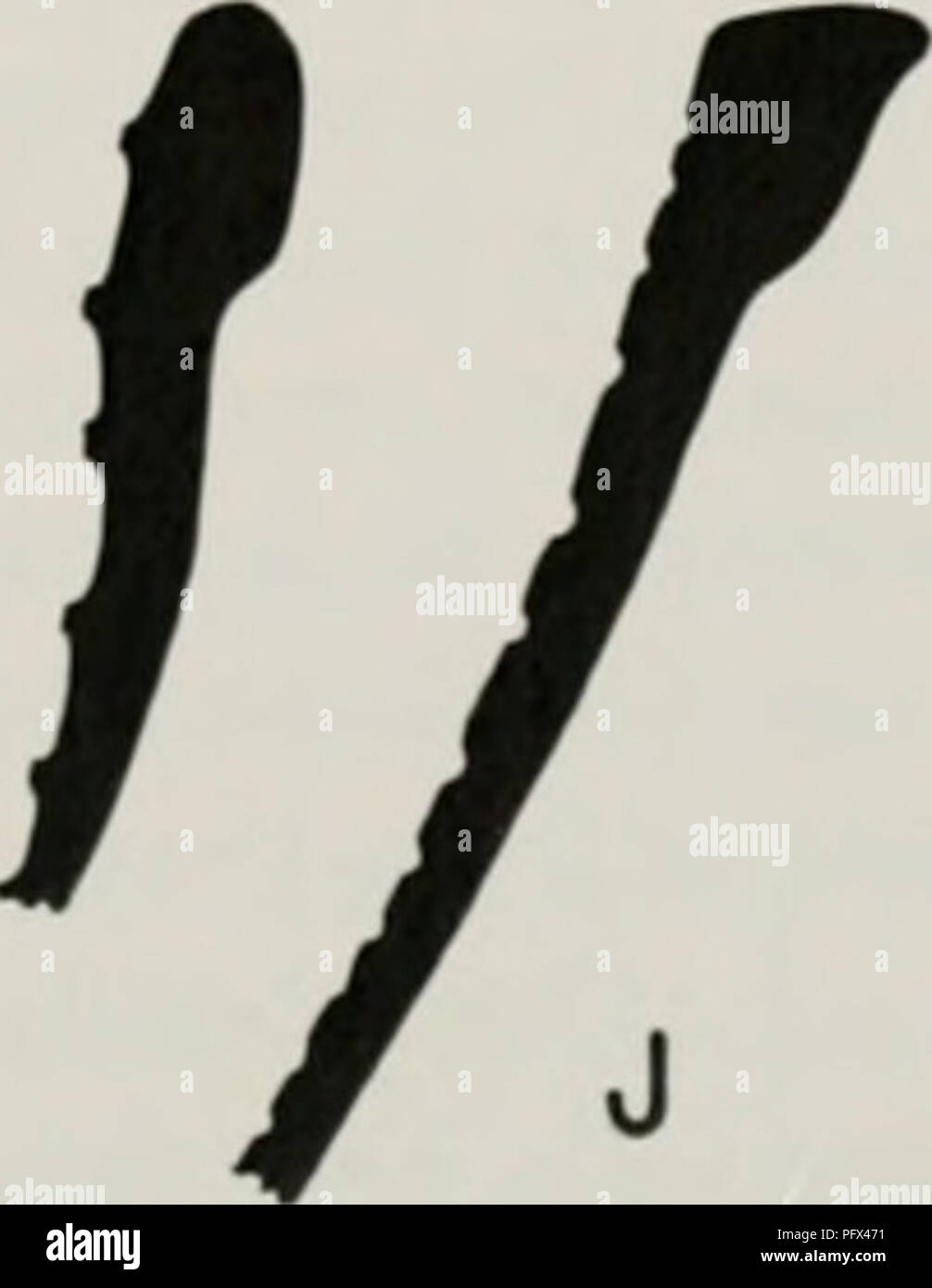 A study of the cultural history of the Virú Valley, Peru, focusing on ...