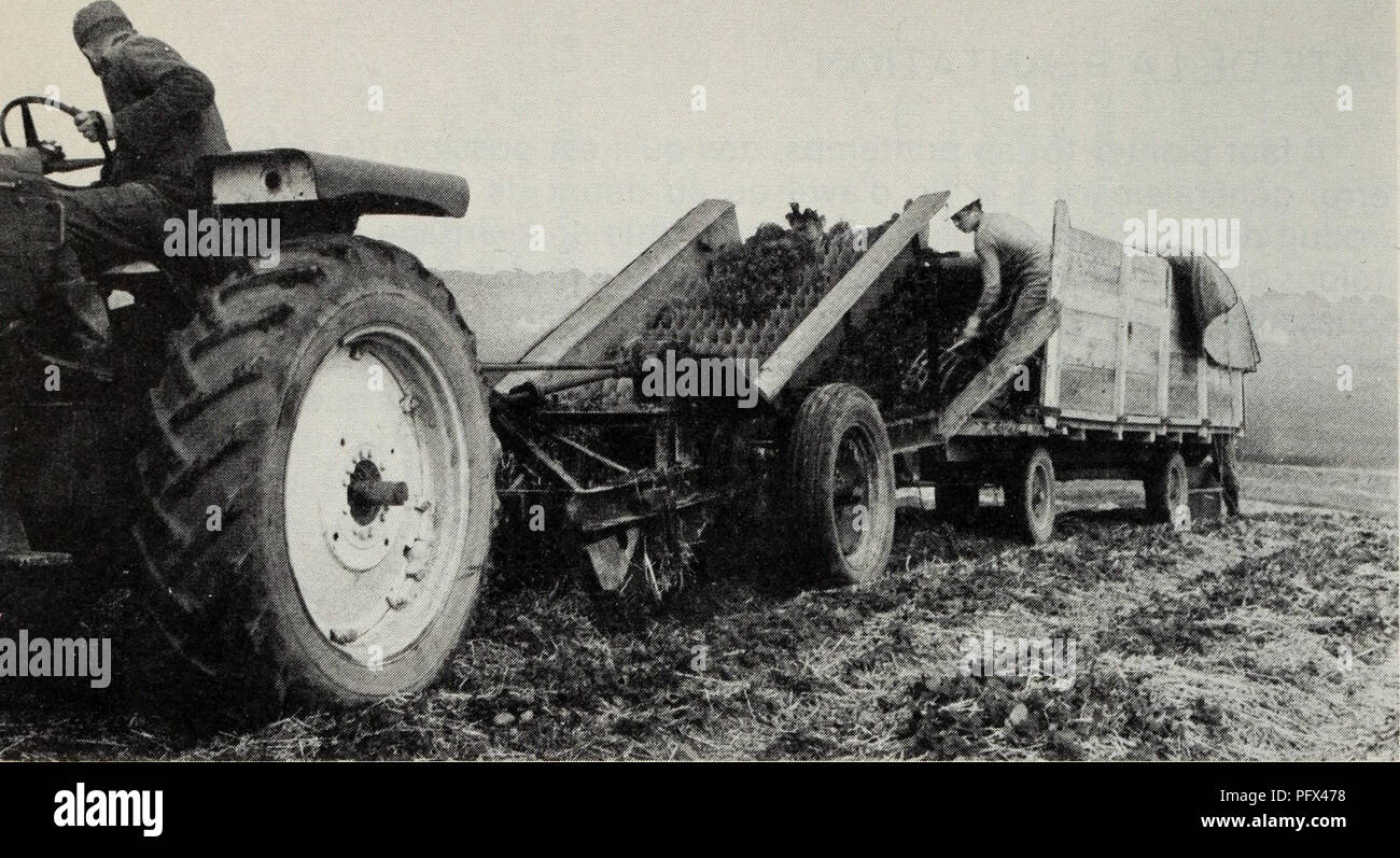 This image shows mechanical strawberry harvesters used by nurserymen in ...