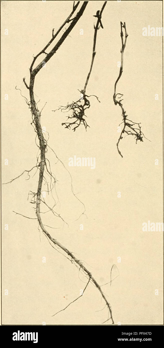 This work examines the cultivation and common diseases of sweet peas ...